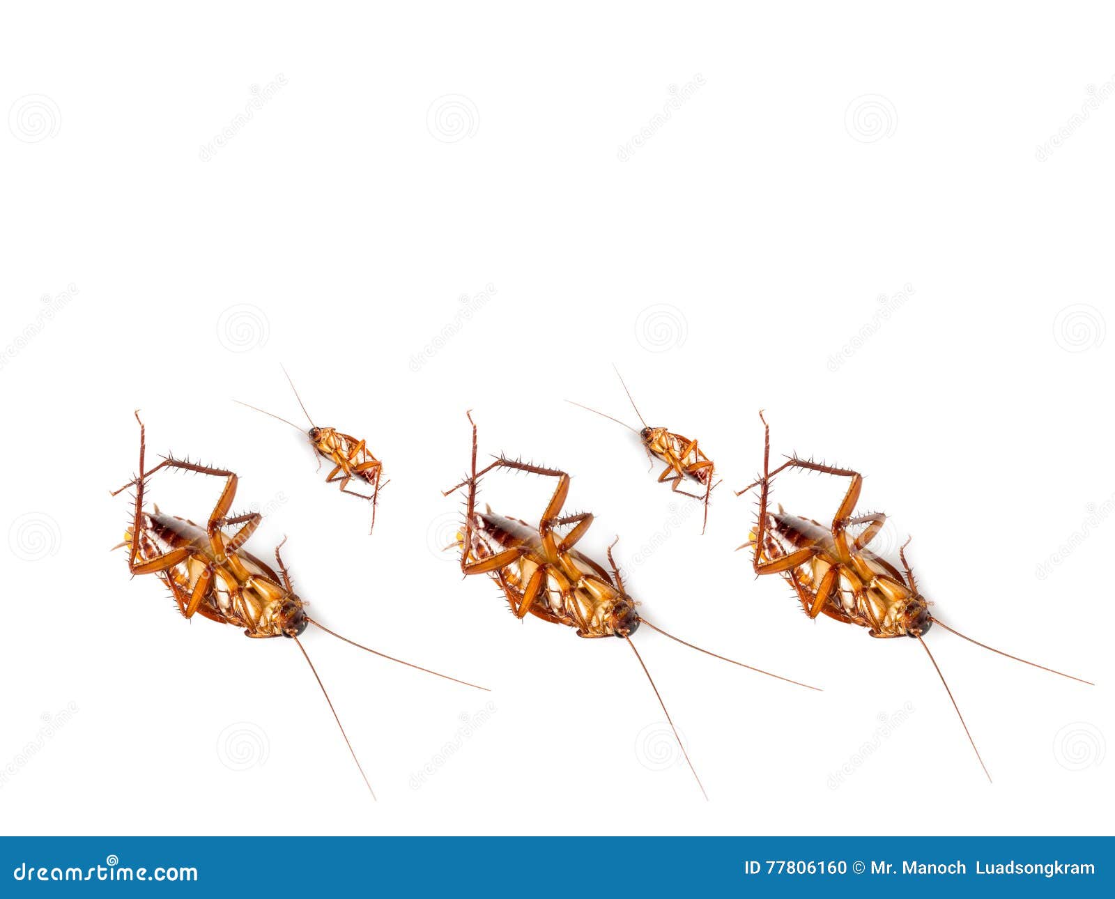Group of Cockroach on White Background Stock Photo - Image of gross ...
