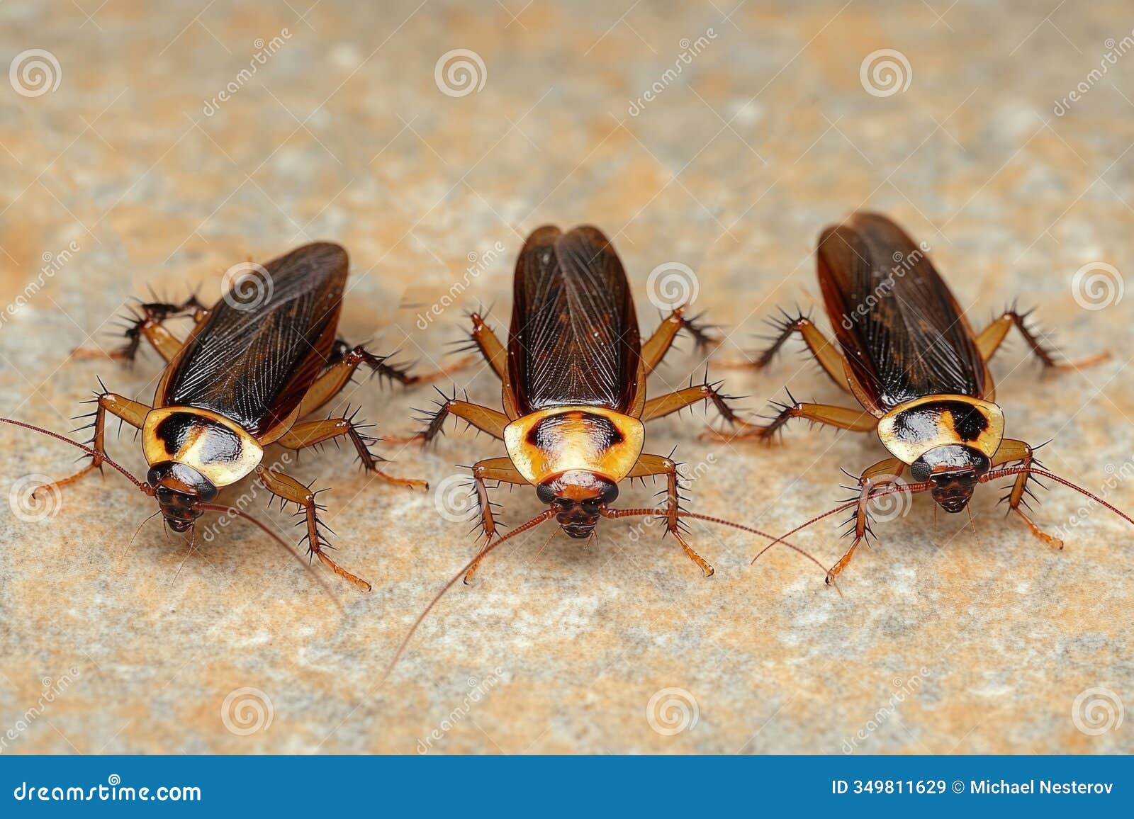 Group of Cockroaches Crawling on the Floor Stock Image - Image of ...