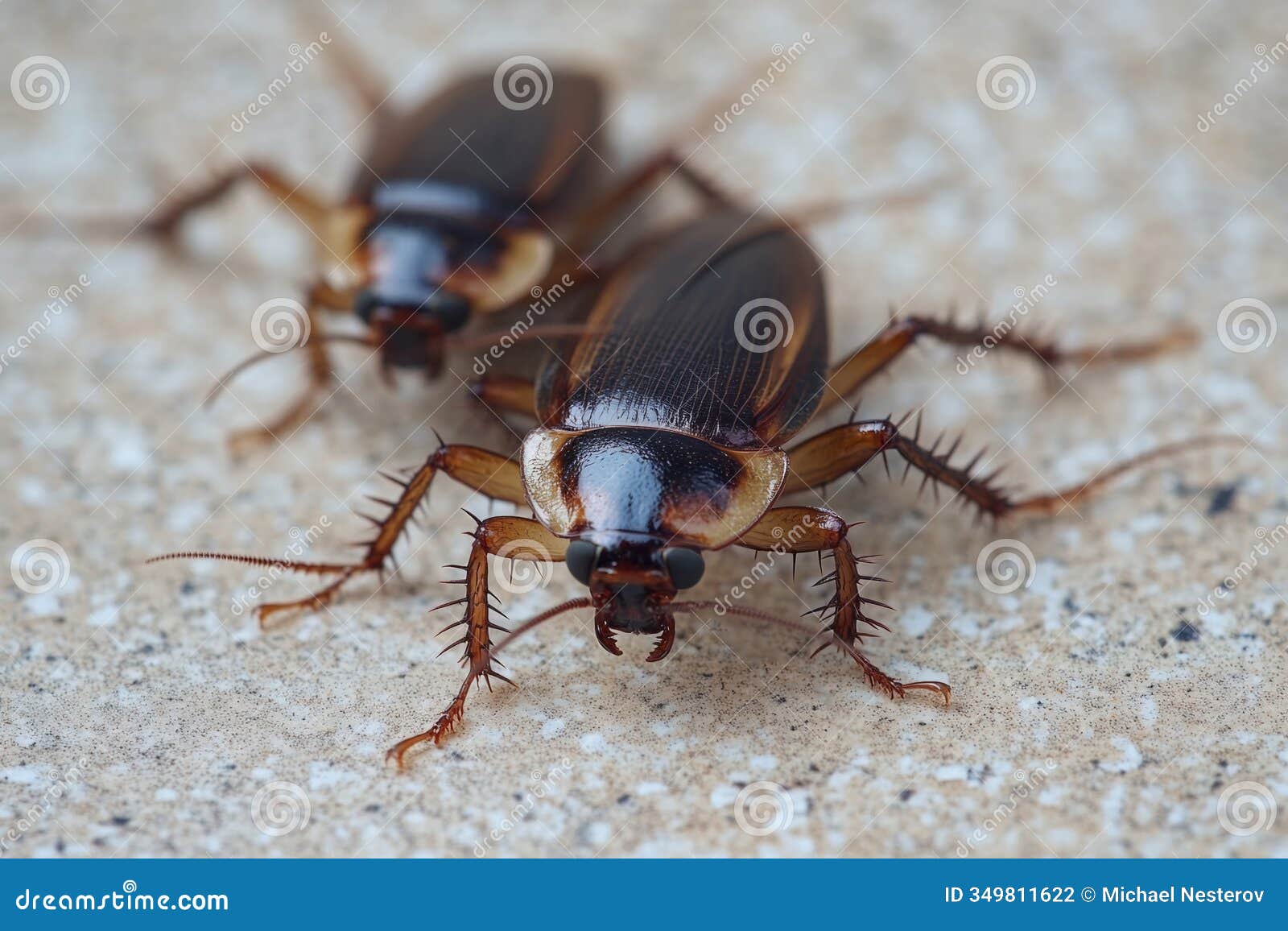 Group of Cockroaches Crawling on the Floor Stock Photo - Image of dirty ...