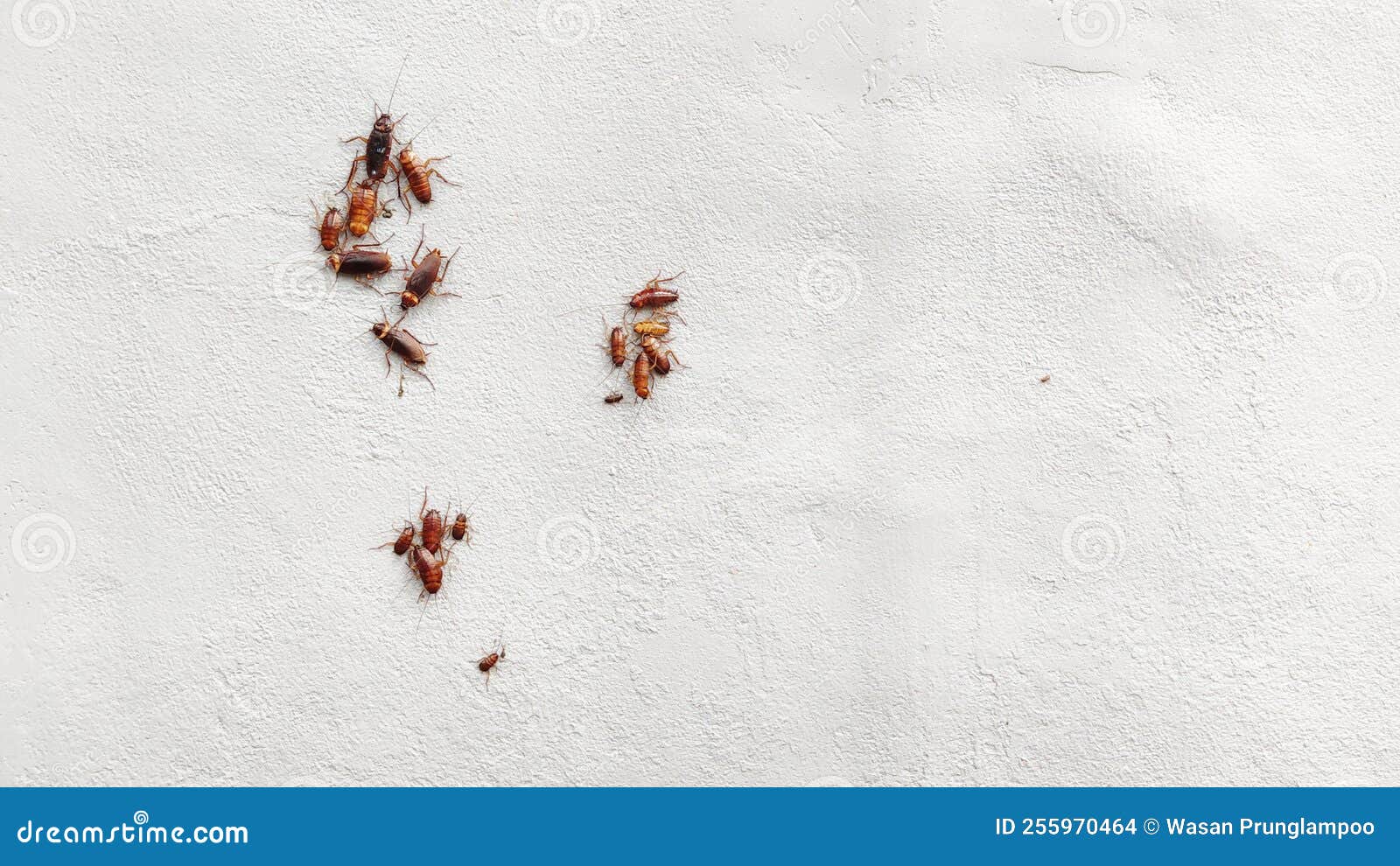 A Group Of Cockroaches Around A Stone.. Close Up View Of Cockroach On ...
