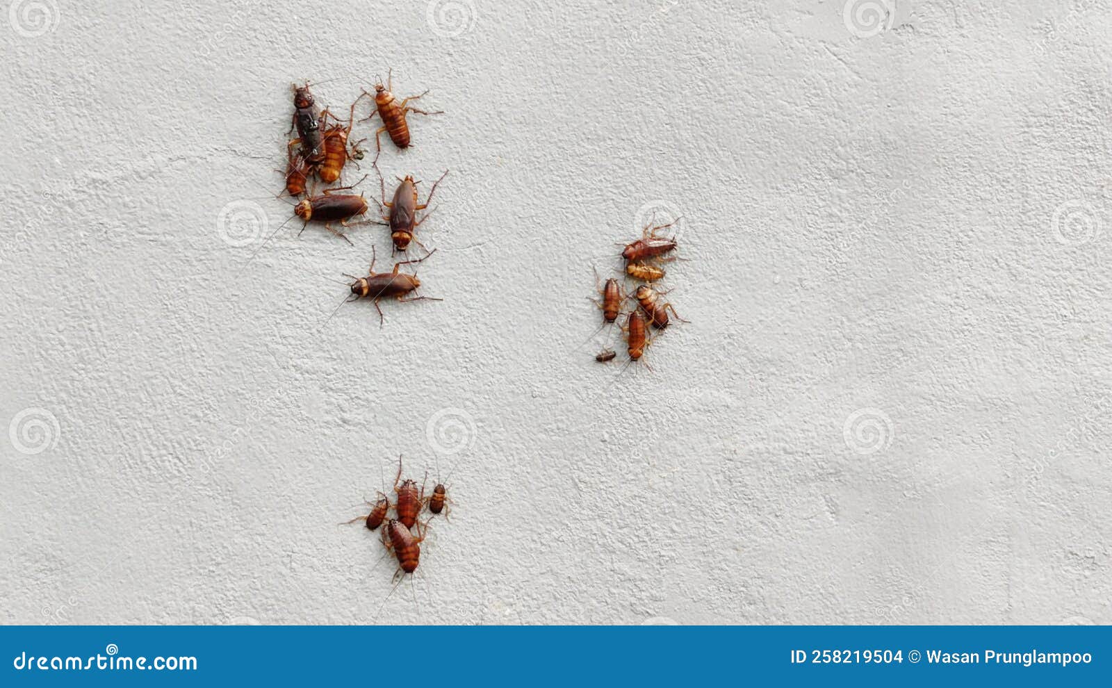 A Group Of Cockroaches Around A Stone.. Close Up View Of Cockroach On ...