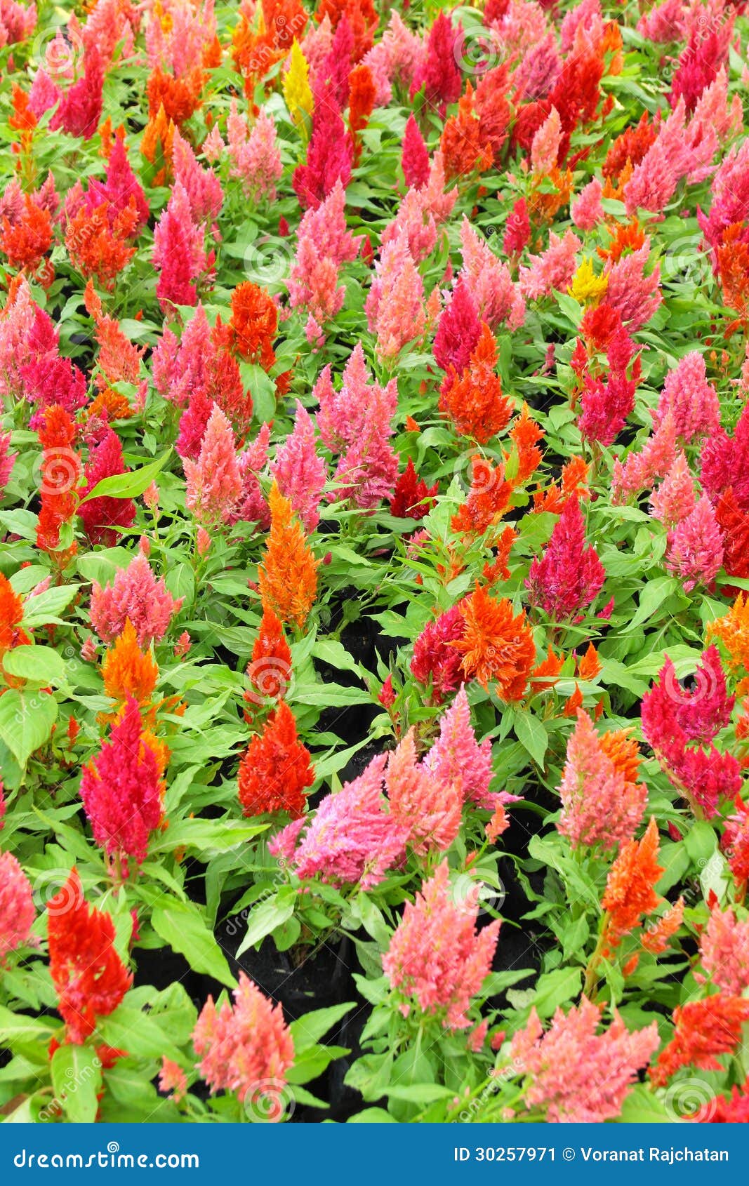 Colorful cockscomb flowers stock image. Image of beauty - 30257971