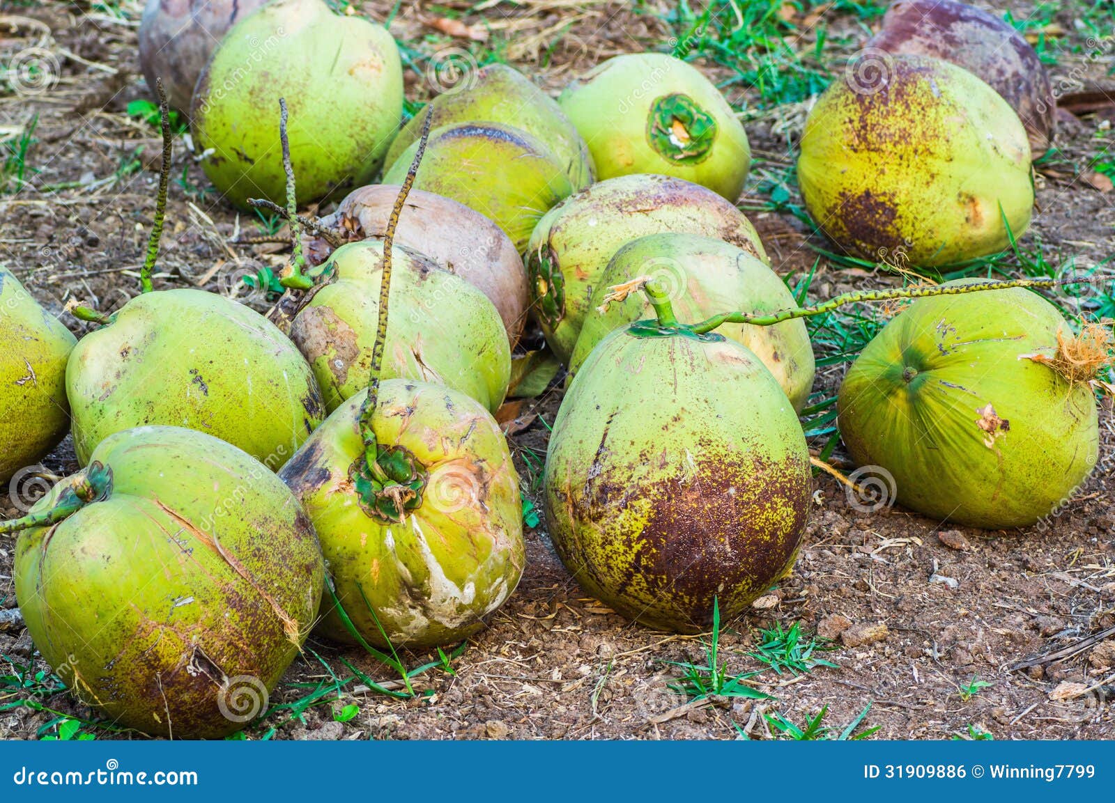 Group of Coconut stock photo. Image of coconut, fresh - 31909886