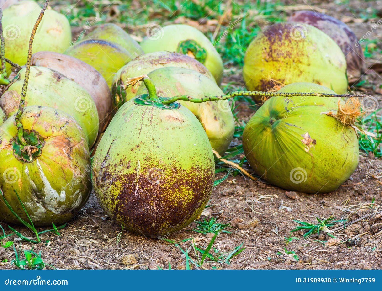 Group of Coconut stock photo. Image of palm, branch, botany - 31909938