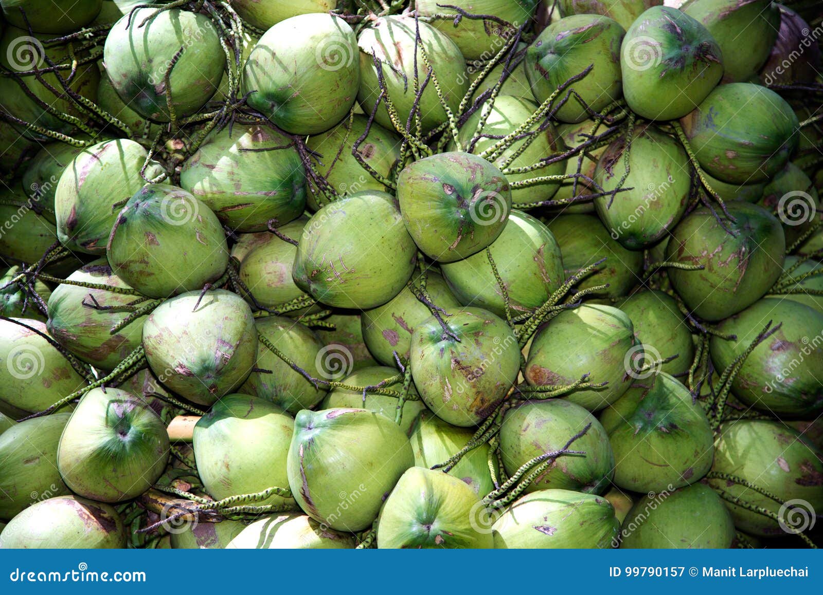 Group of Coconut on a Floor for Sell. Stock Image - Image of green ...