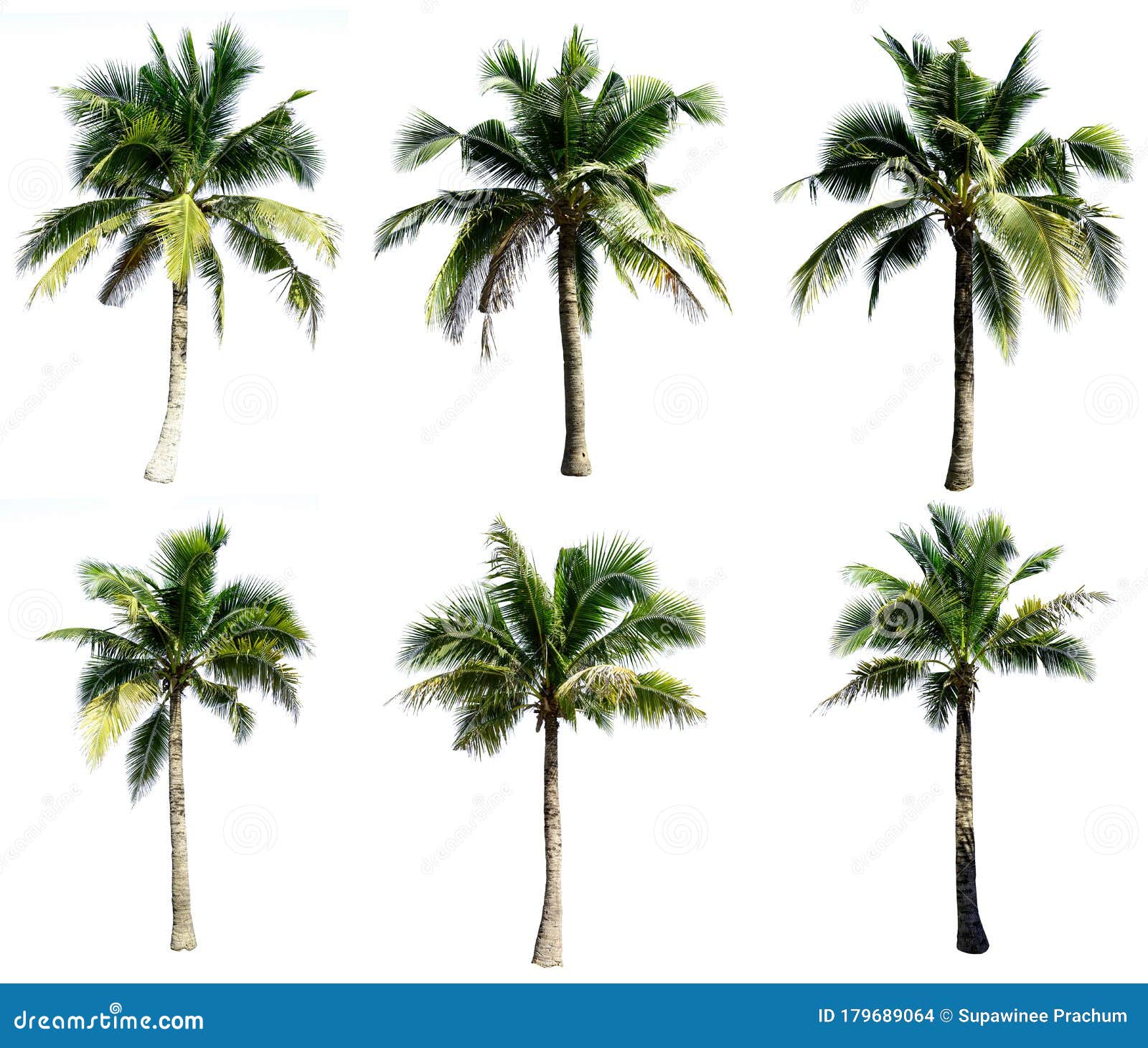 Group of Coconut Tree Isolated on the White Background. the Collection ...