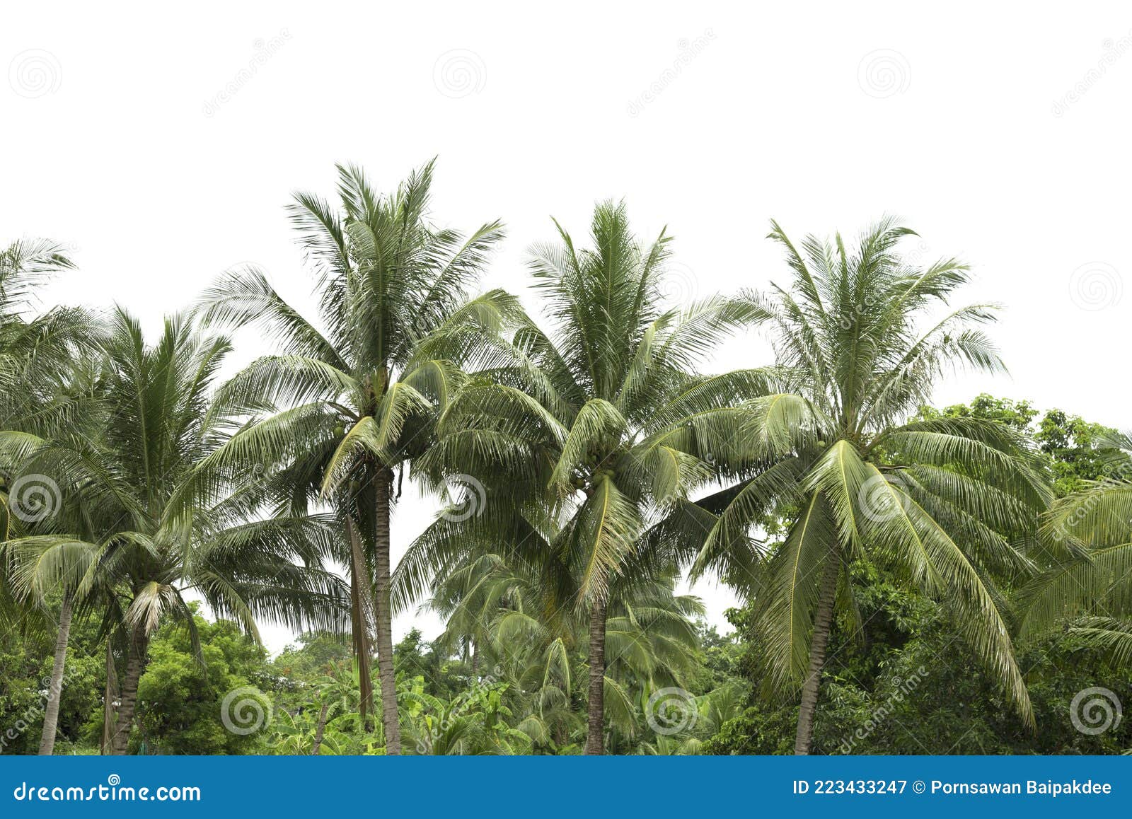 Group of Coconut Tree Isolated on White Stock Image - Image of ...