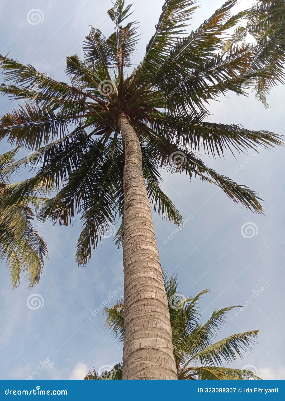 A Group of Coconut Tree Under the Sky Stock Image - Image of tree ...