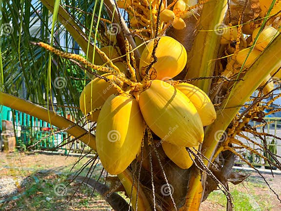 Group of Coconut Tree or Yellow Colored Coconut Fruit or Cocos Nucifera ...