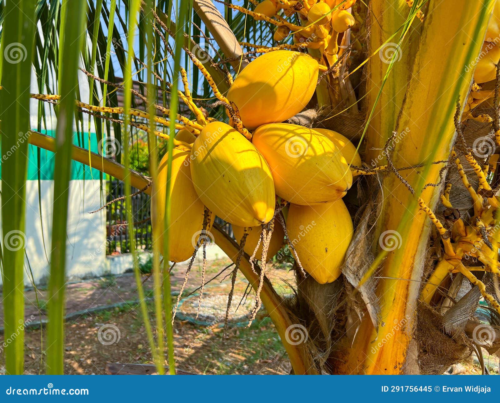 Group of Coconut Tree or Yellow Colored Coconut Fruit or Cocos Nucifera ...