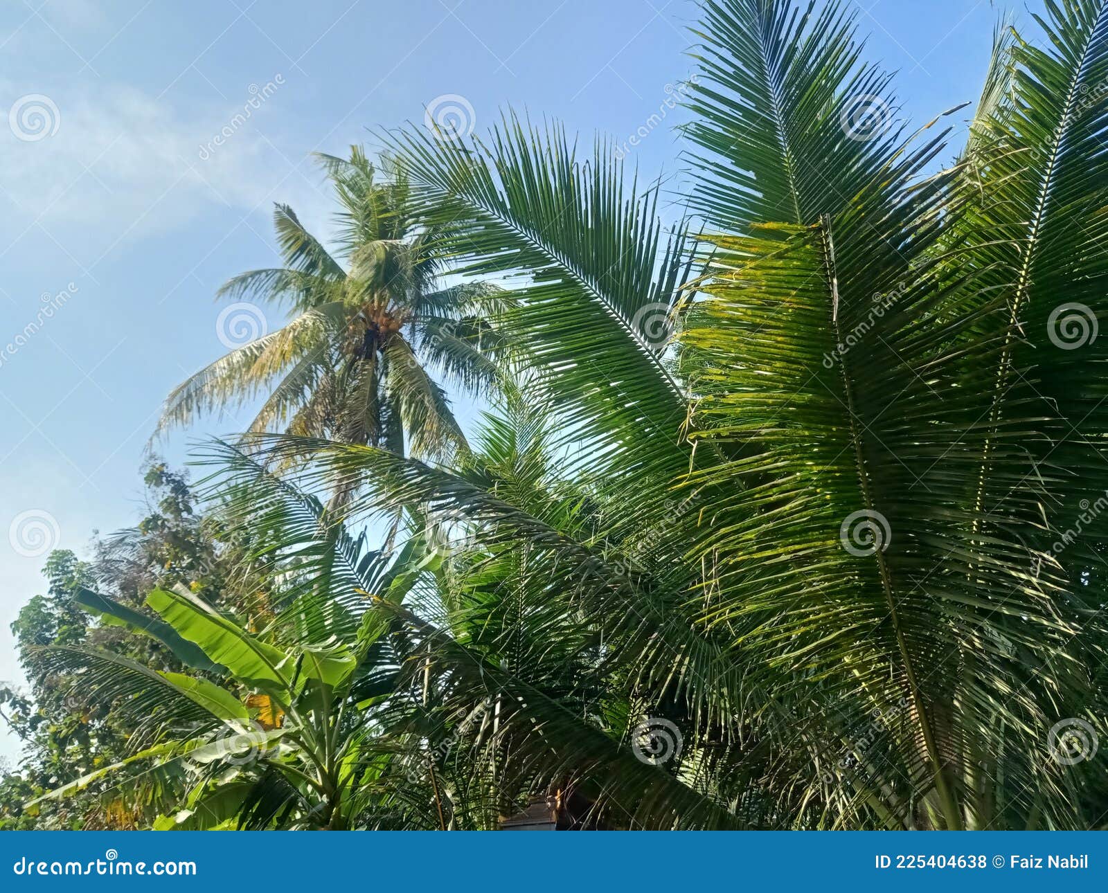 Group of coconut trees stock photo. Image of caribbean - 225404638