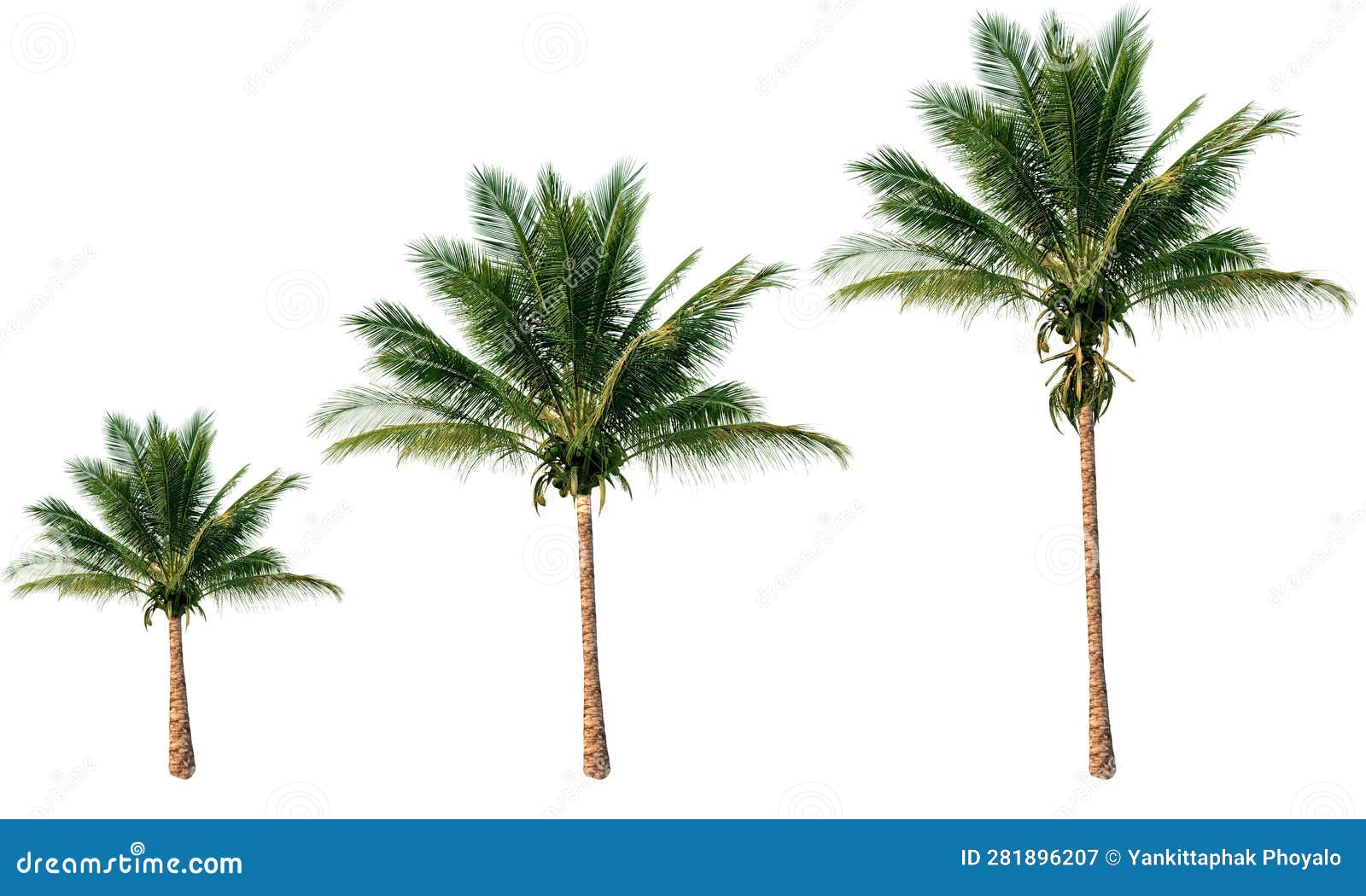 Group of Coconut Trees Isolated on White Background. Stock Image ...