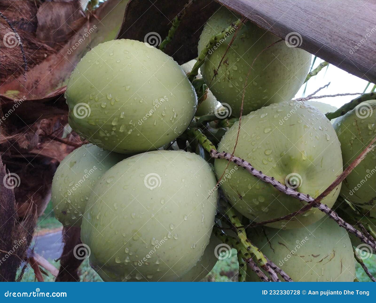 A group of coconuts stock photo. Image of coconuts, food - 232330728
