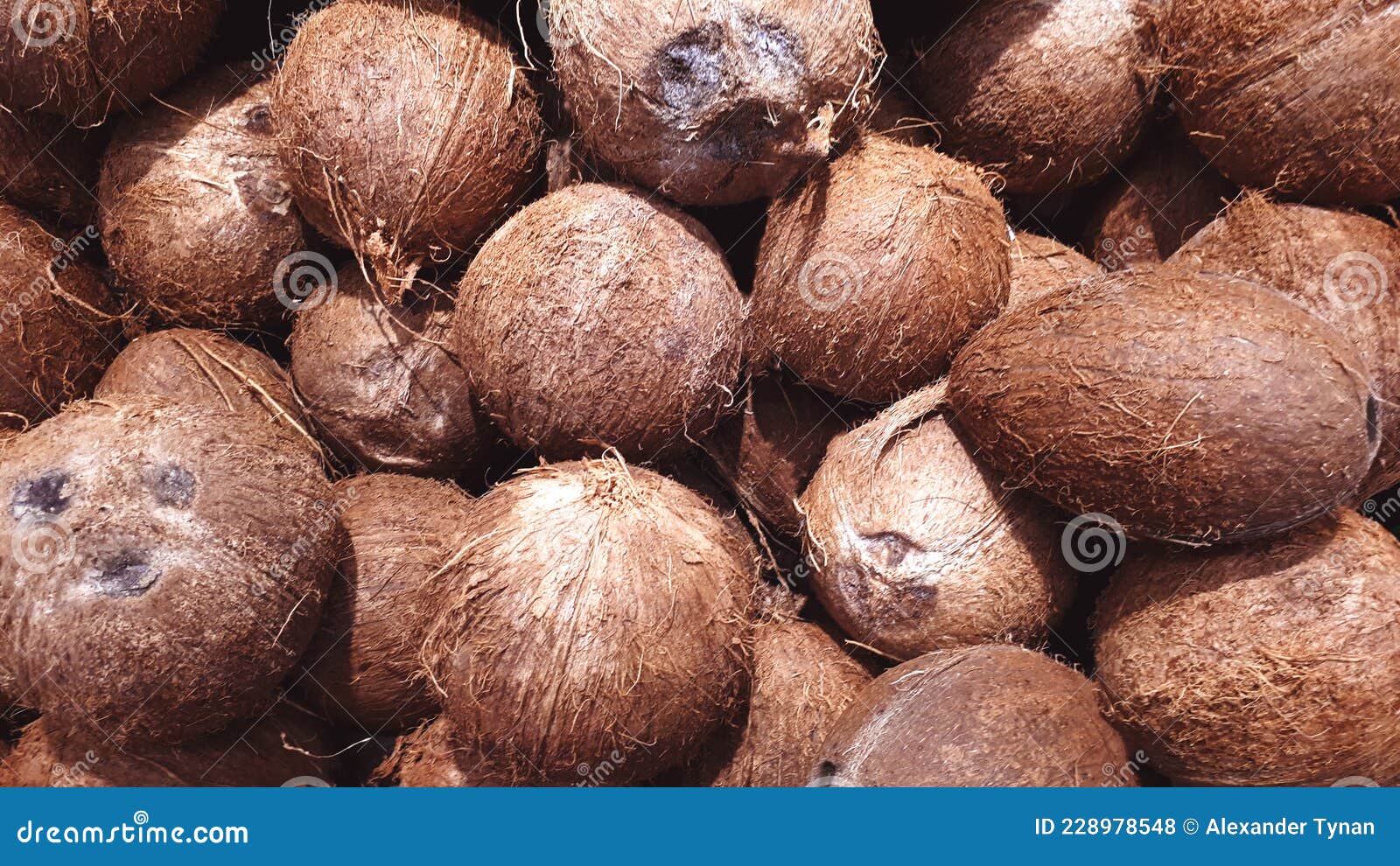 Group of Coconuts. Close-up Red Coconuts Texture Stock Photo - Image of ...