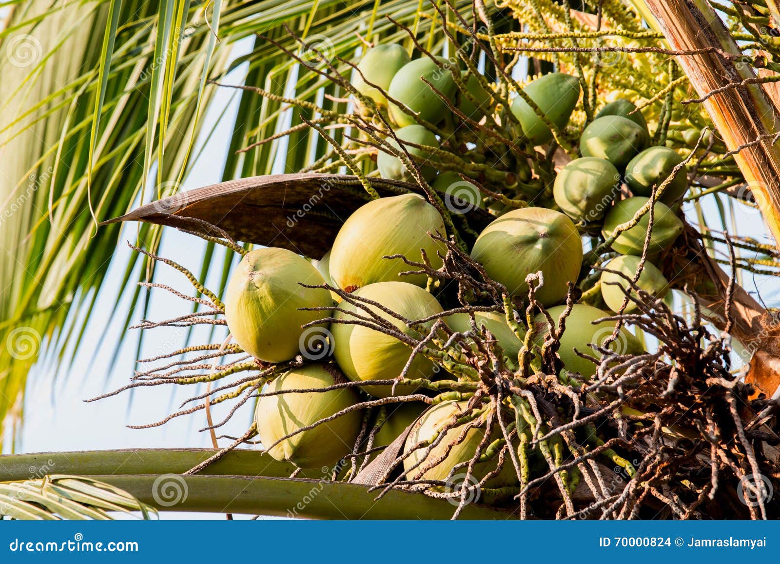 Group Of Coconuts Isolated On White Background. Clipping Path Royalty ...