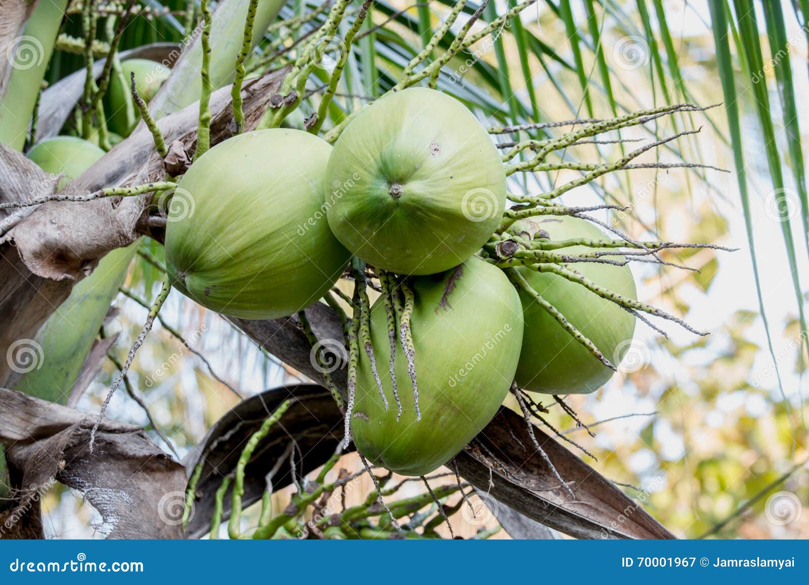 Group Of Coconuts Isolated On White Background. Clipping Path Royalty ...