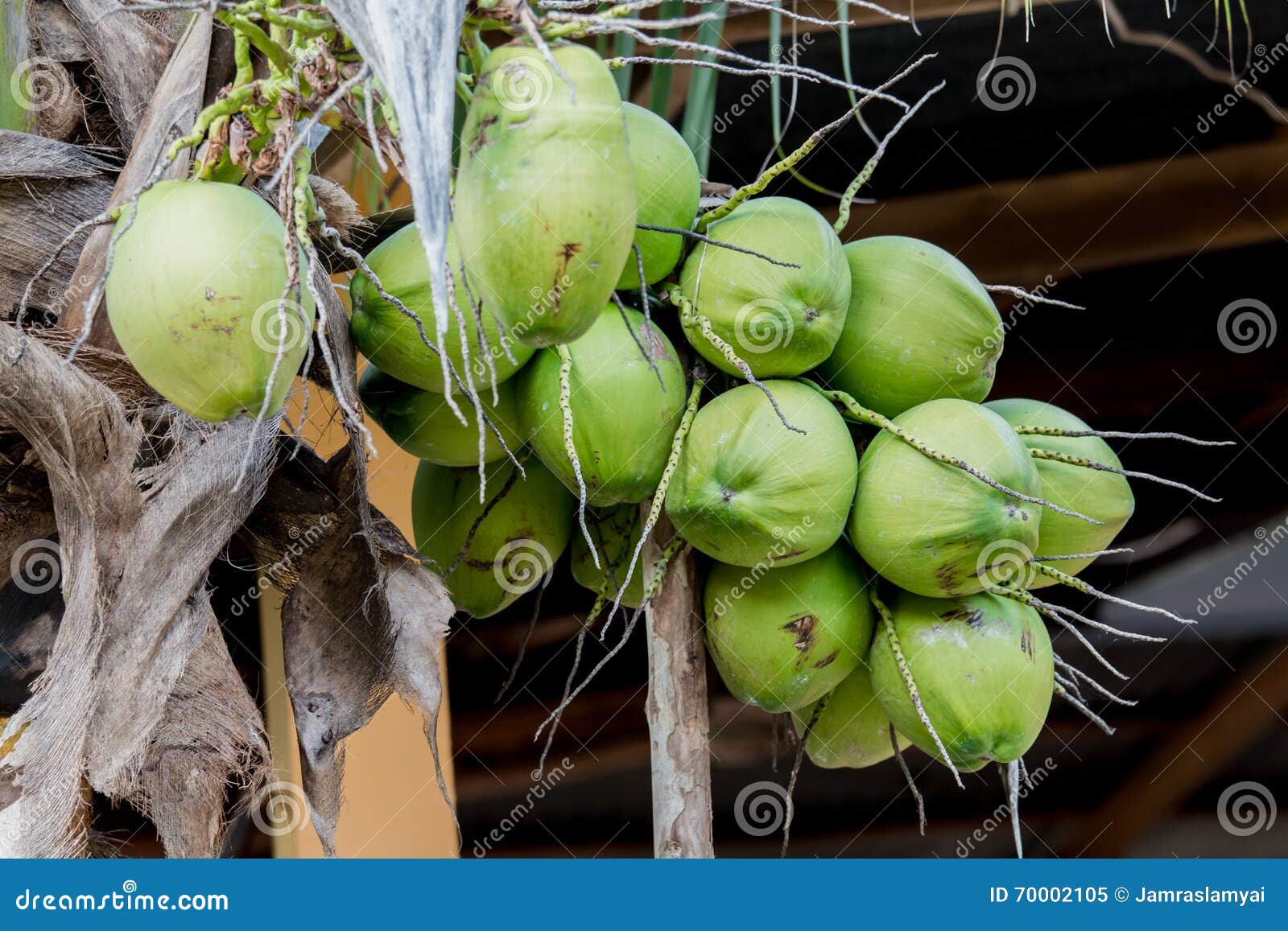 Group coconuts stock image. Image of tropical, asia, coconut - 70002105
