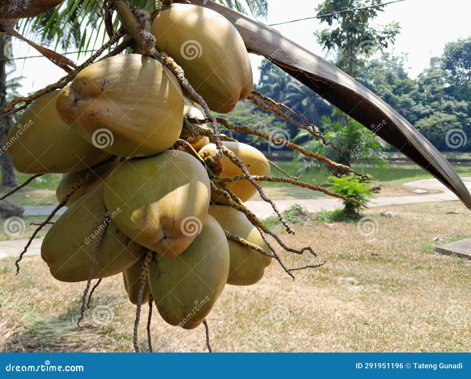 A Group of Coconuts from the Gading Coconut Type, Young and Fresh ...