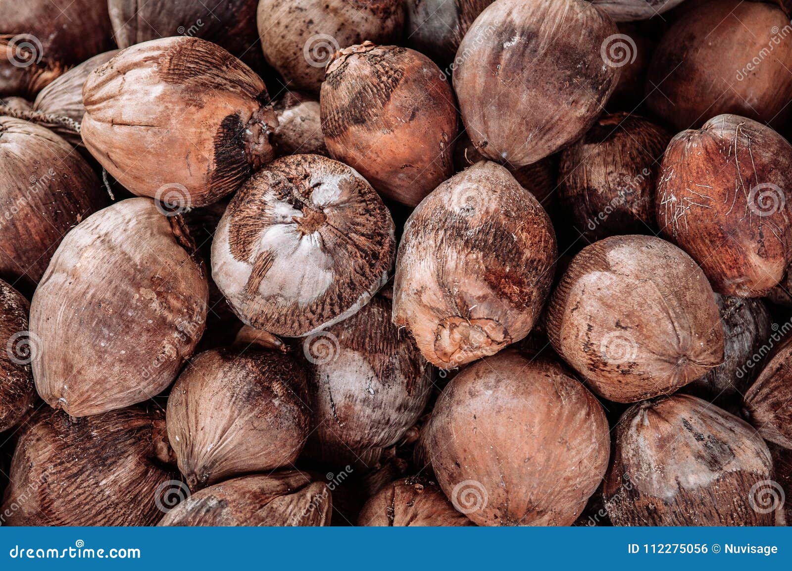 Group of Coconuts, Coconuts for Decoration Stock Photo - Image of item ...
