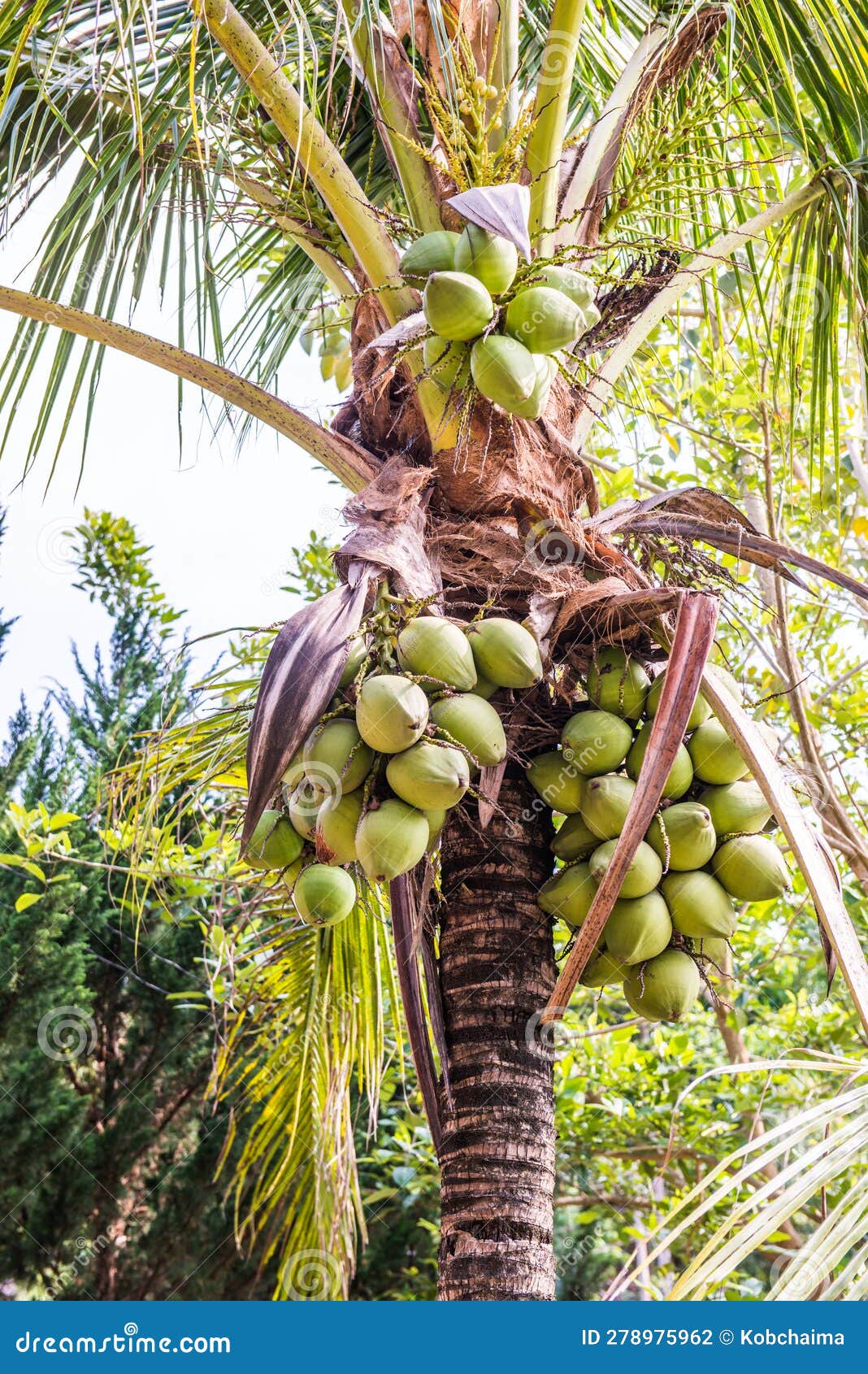 Group of coconuts on tree stock photo. Image of asian - 278975962