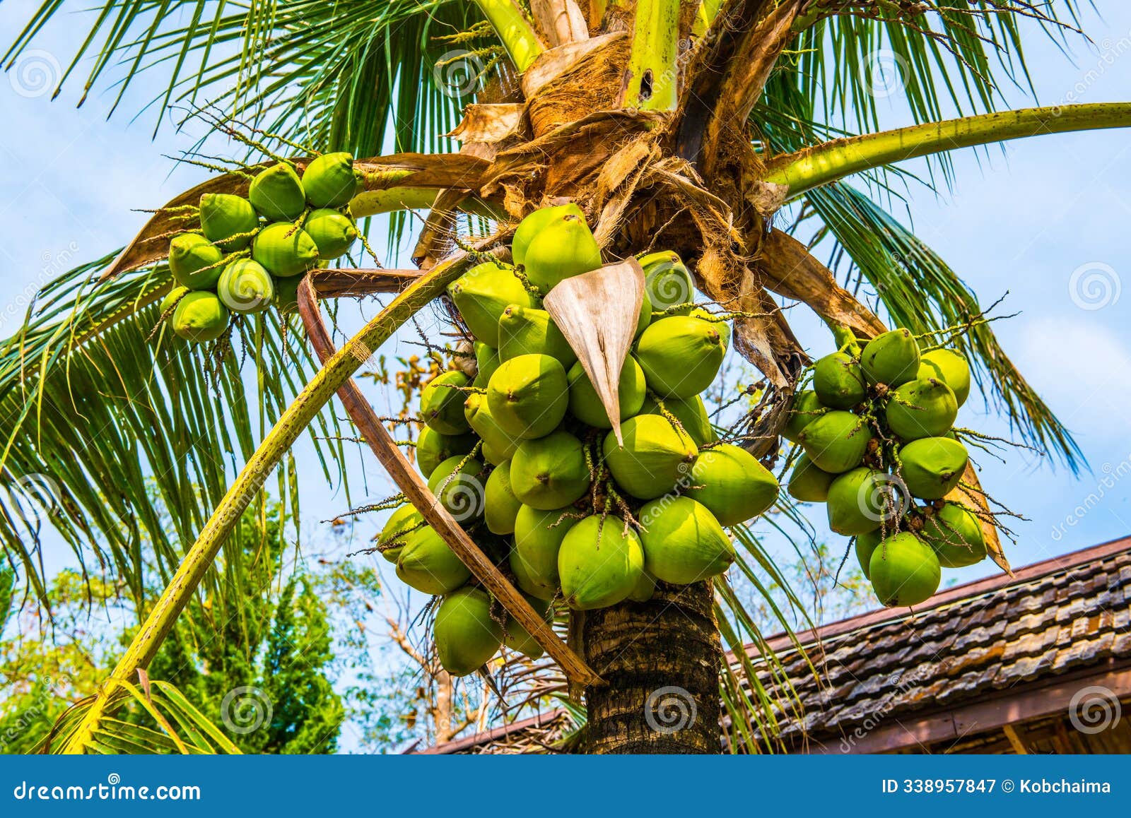 Group of coconuts on tree stock image. Image of thailand - 338957847