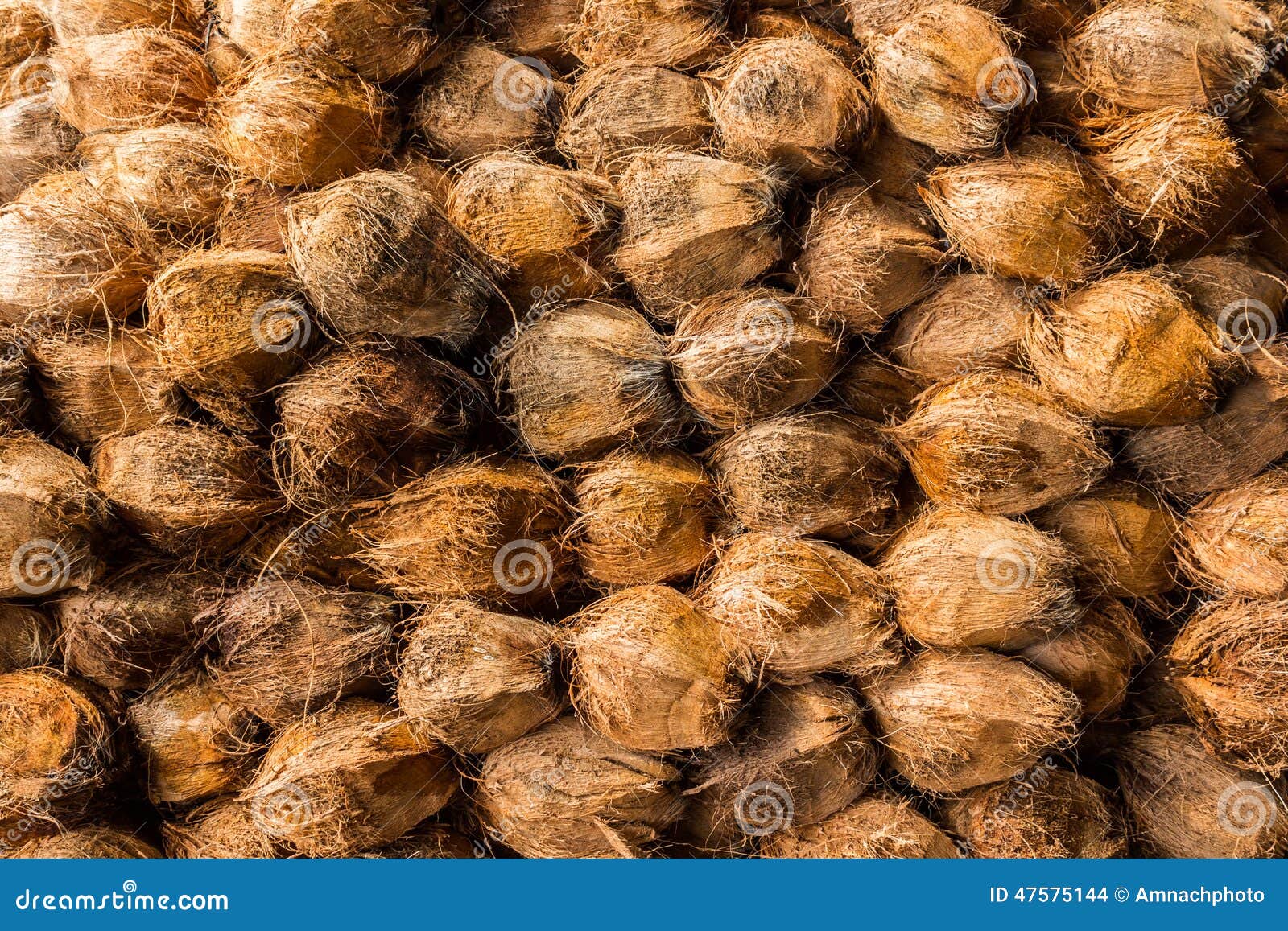 Group of Coconuts. stock photo. Image of employee, industry - 47575144