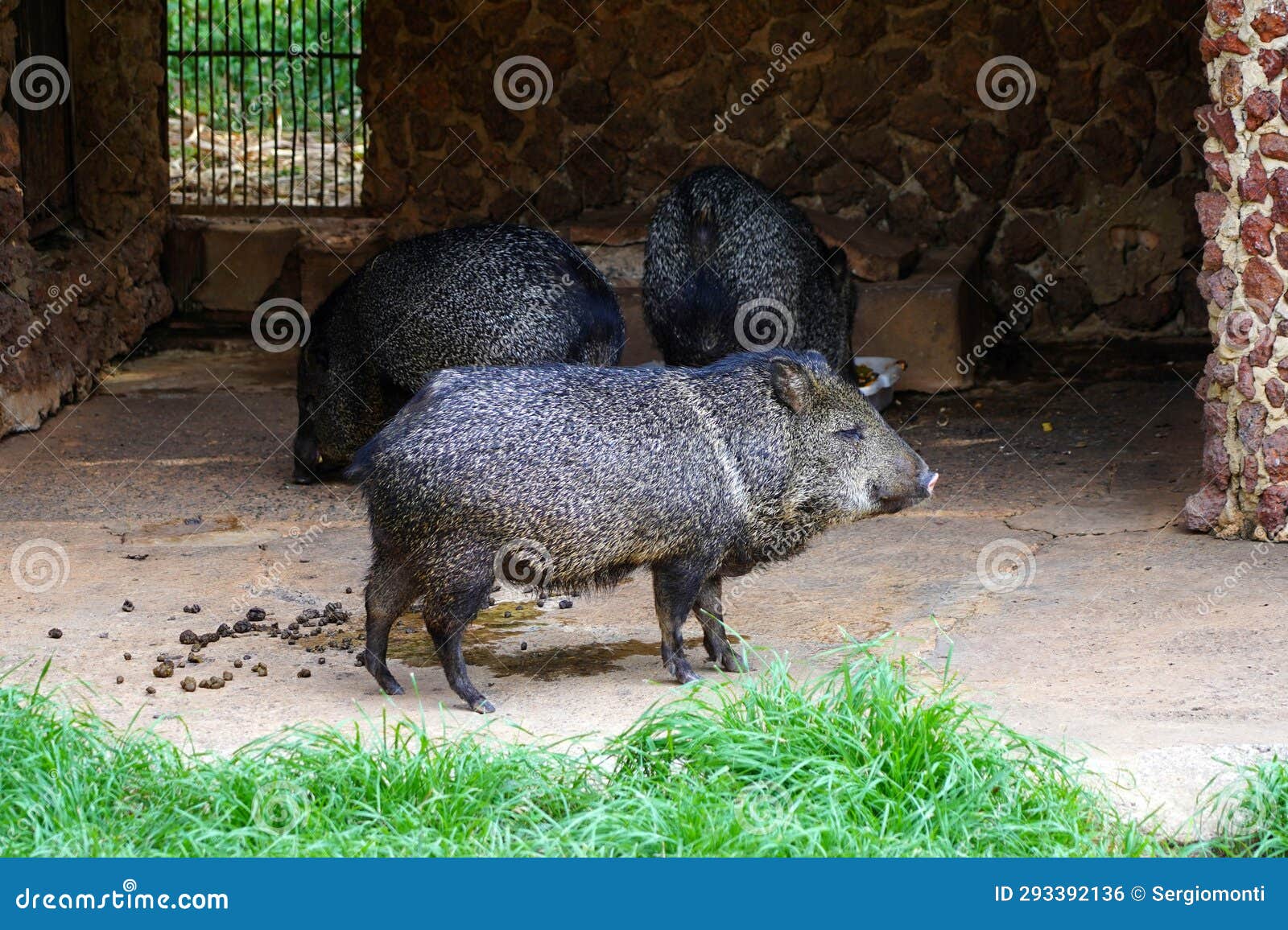 A Group of Collared Peccaries Stock Photo - Image of muskhog, baquiro ...