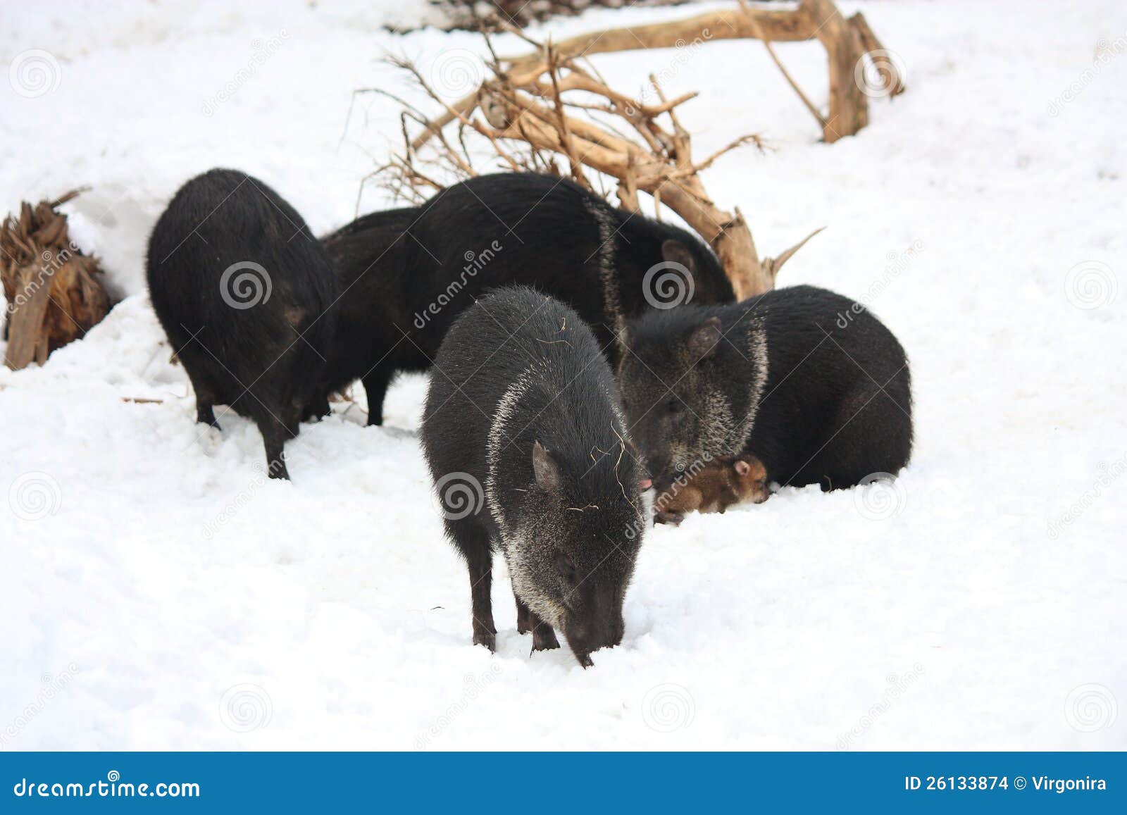 Group of collared peccary stock photo. Image of winter - 26133874