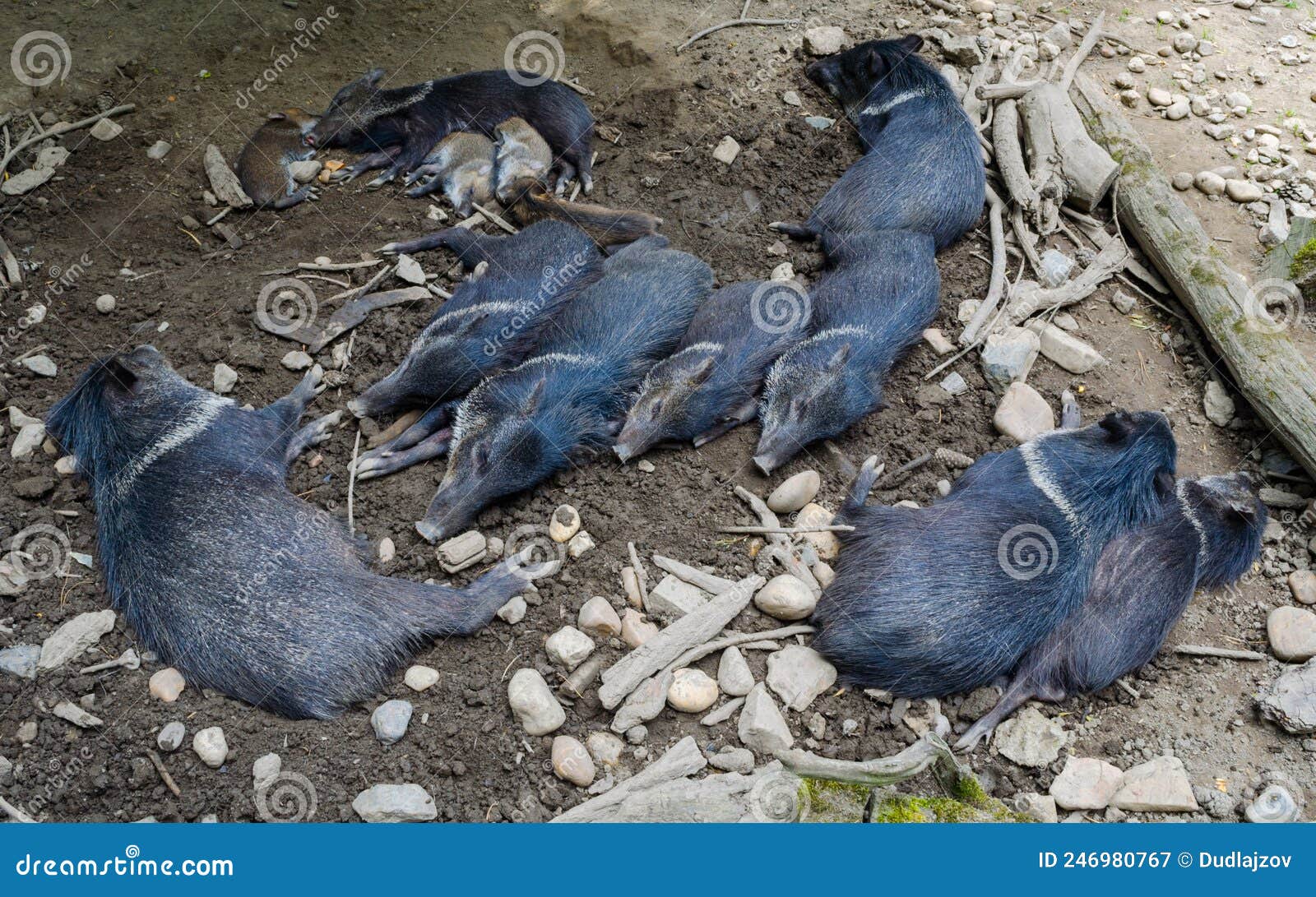 Group of Collared Peccary (Pecari Tajacu) Including Newborn Babies is ...
