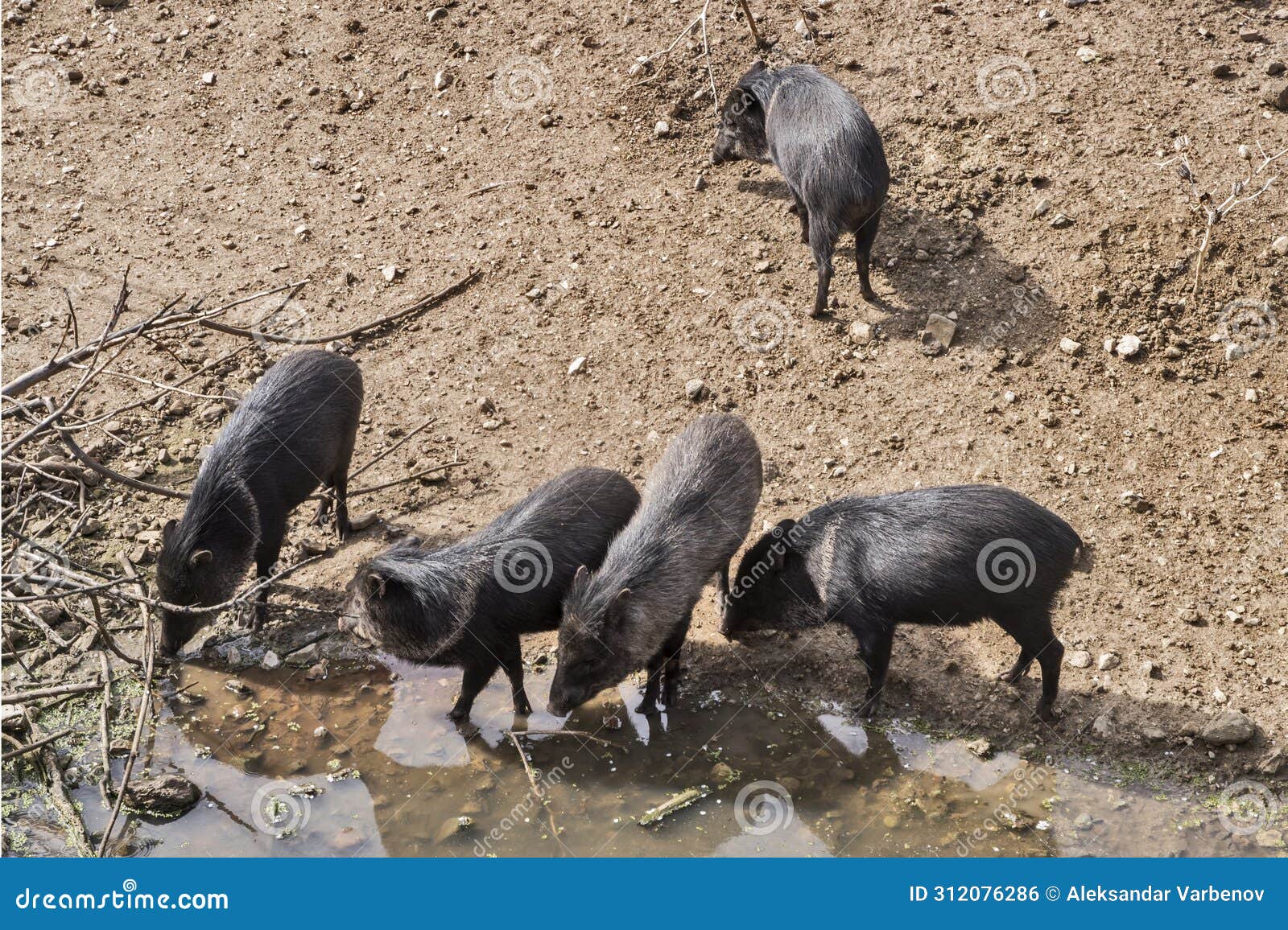 Group of collared peccary stock photo. Image of landscape - 312076286