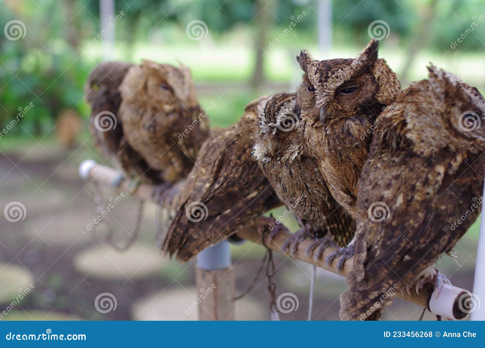 A Group of Collared Scops Owl Sitting Together Stock Photo - Image of ...