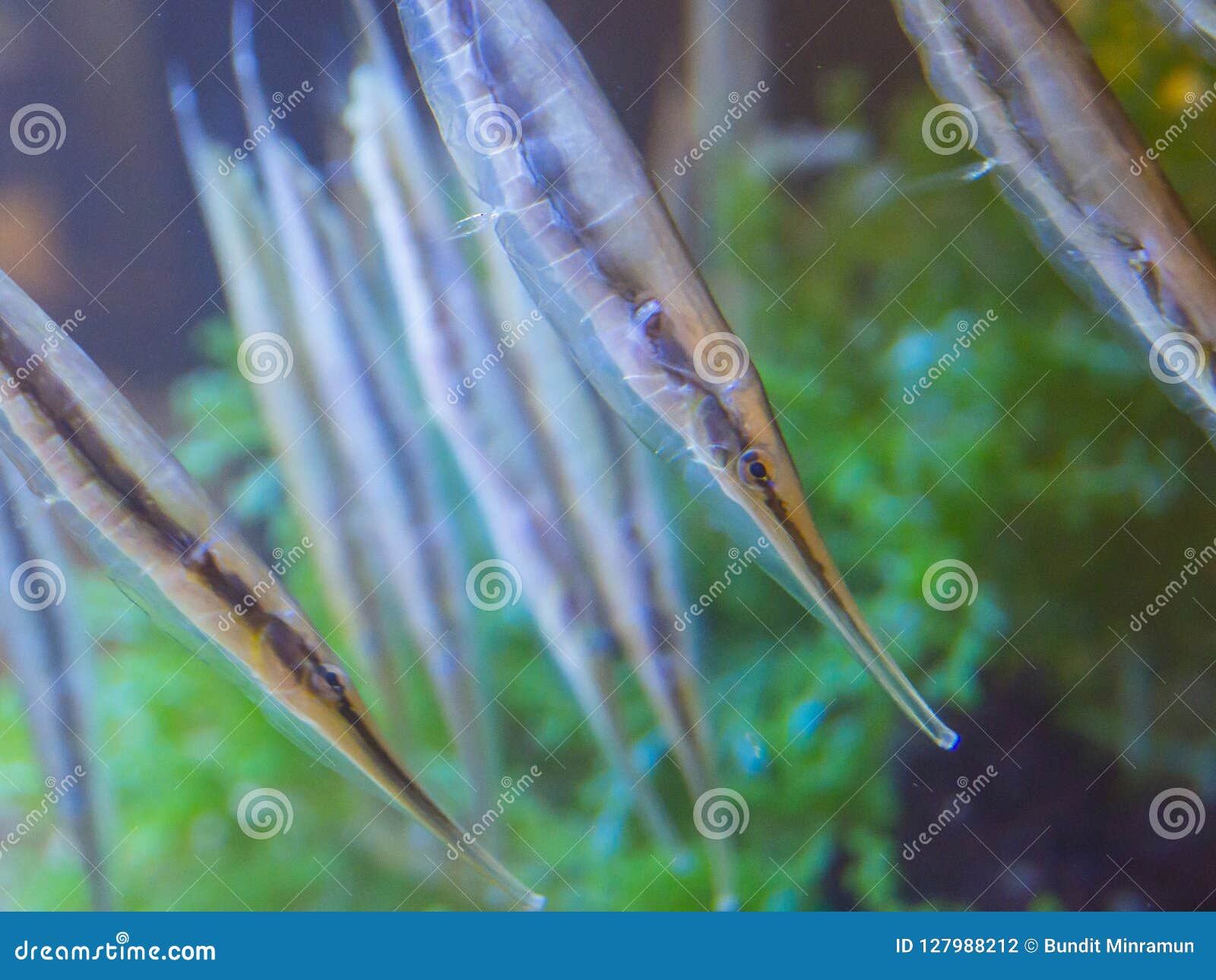 The Group of Color Razorfish in a Clear Water Fish Tank. Stock Photo ...