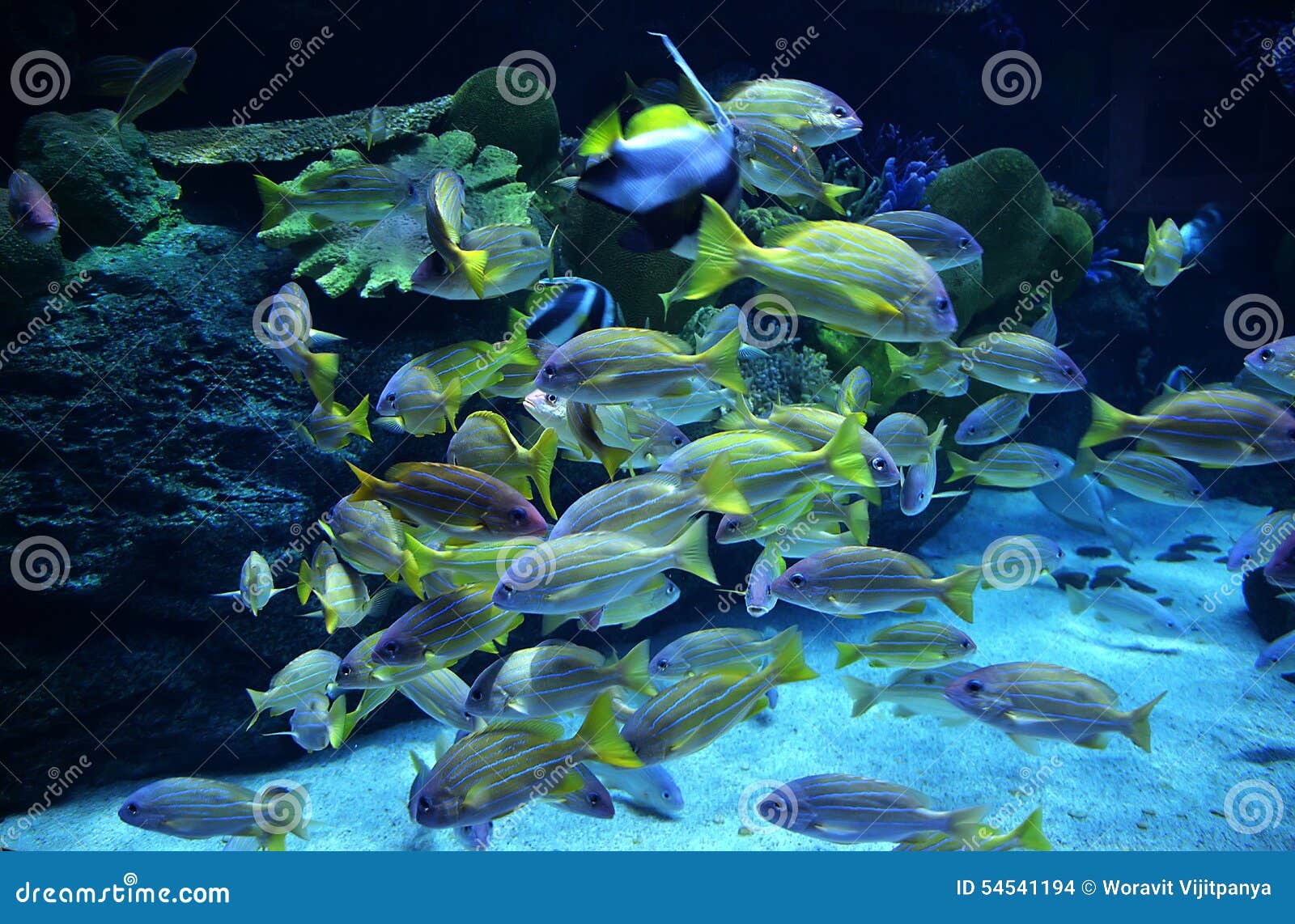 Group colorful fish stock photo. Image of animal, colorful - 54541194