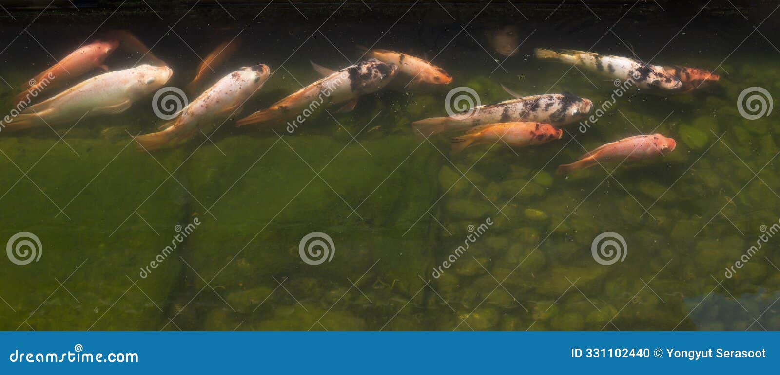 The Murky Water Caused By Green Algae Royalty-Free Stock Image ...