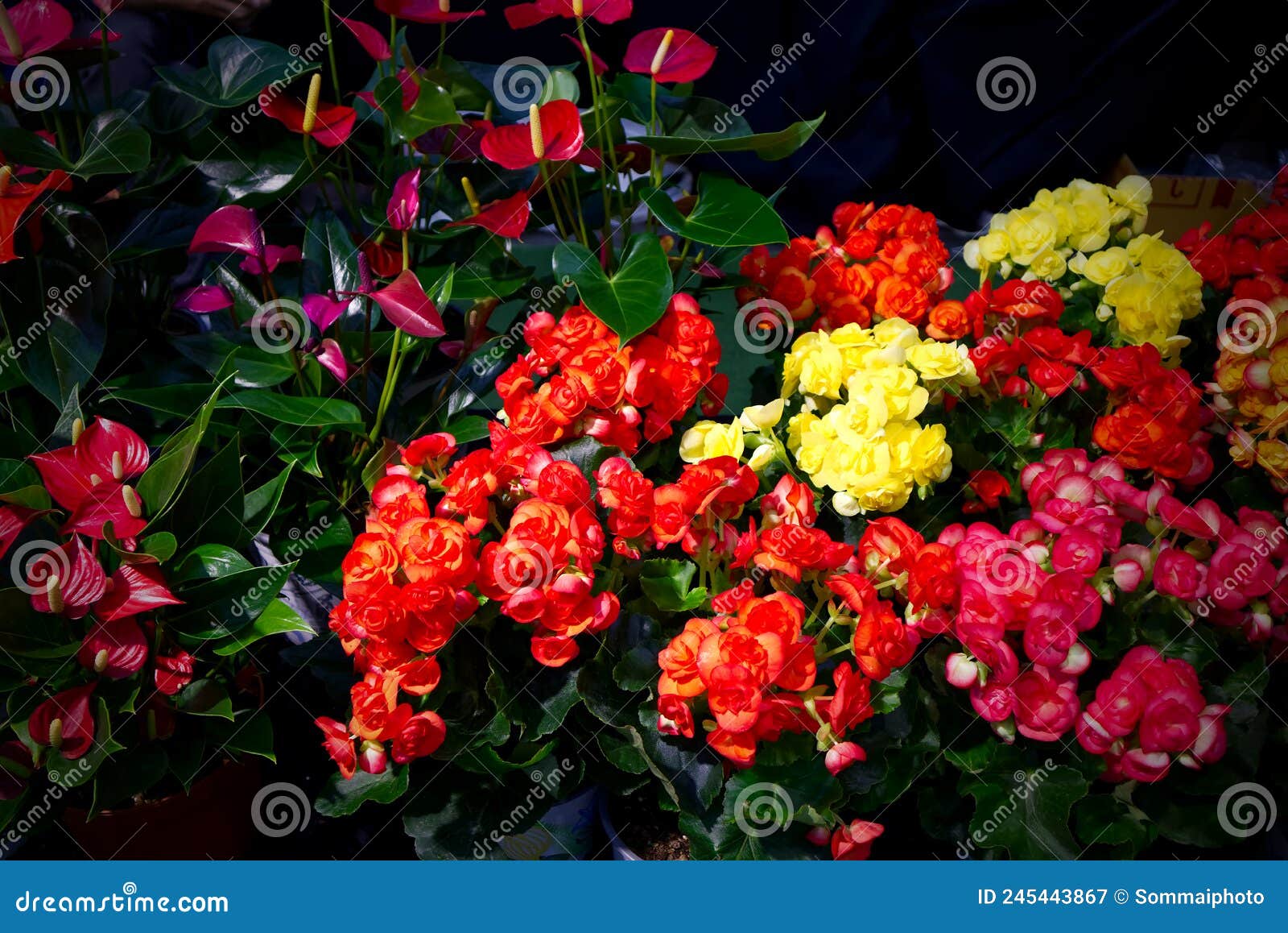 A Group of Colorful Flowers in the Light Stock Image - Image of garden ...