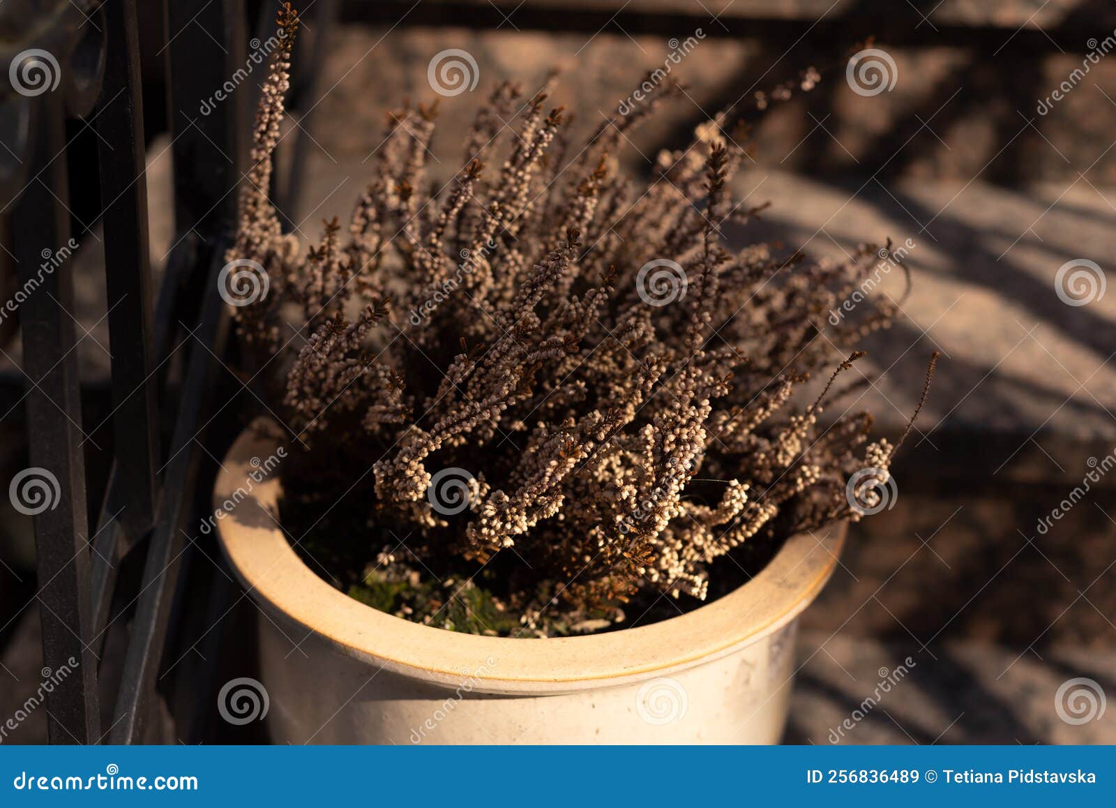 Group of Colorful Flowers in a Pot. Orange Terracotta Pot Stock Image ...