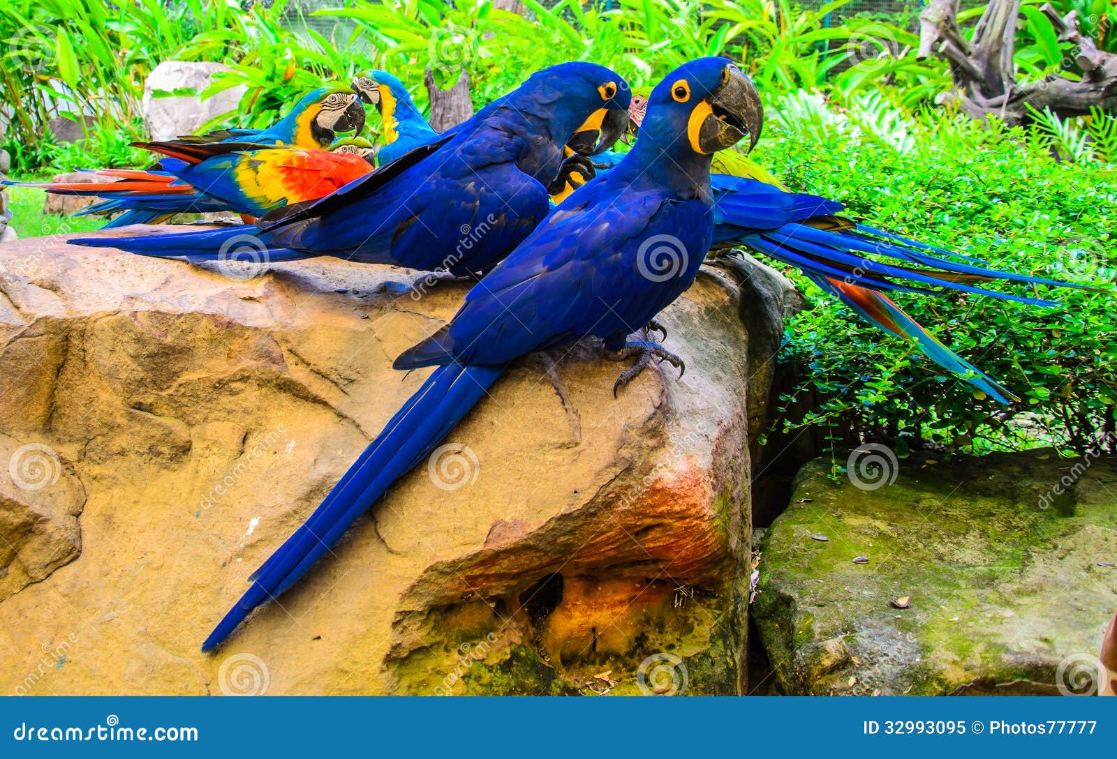 Colorful Macaw Bird At Tree Branch On Nature Background Royalty-Free ...