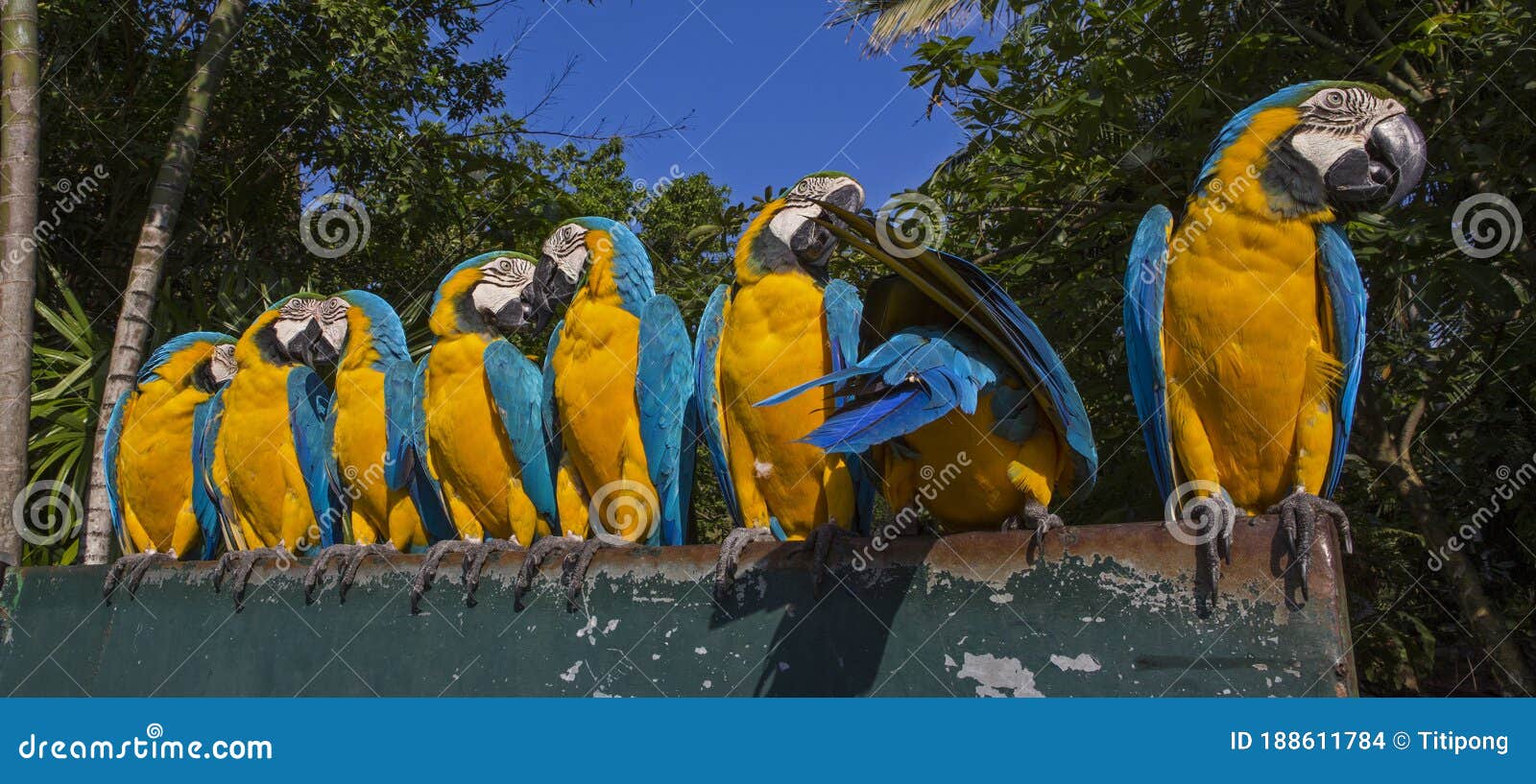 Group of Colorful Macaw on the Tree Stock Photo - Image of feather ...