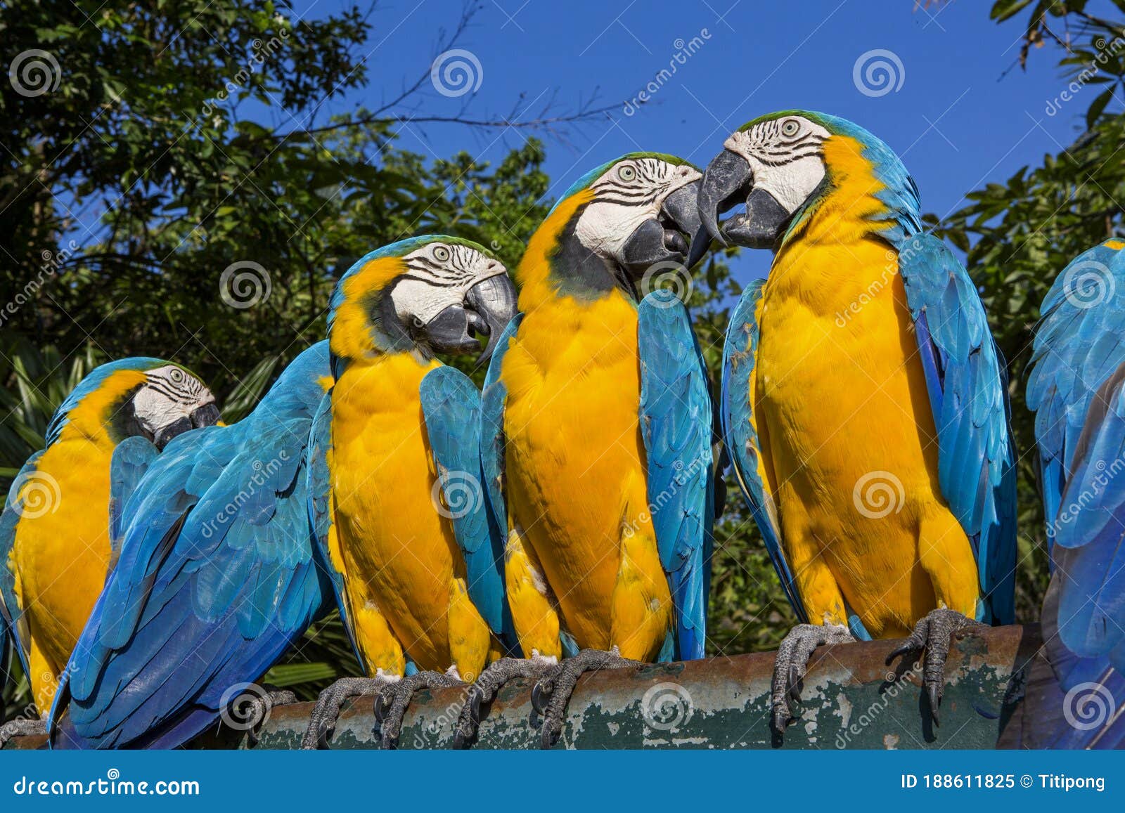 Group of Colorful Macaw on the Tree Stock Image - Image of macaw, perch ...
