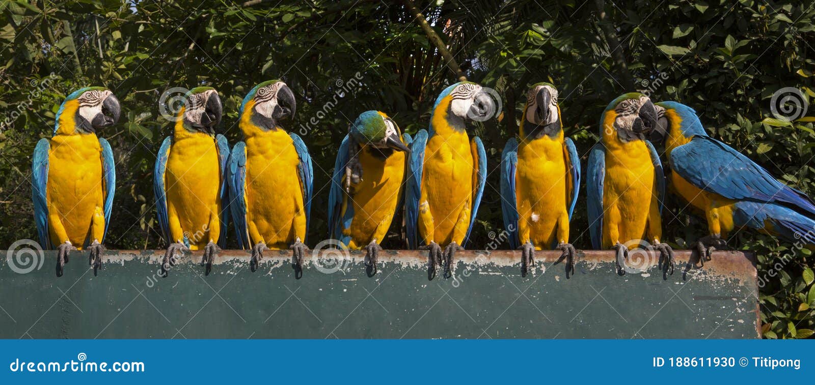 Group of Colorful Macaw on the Tree Stock Photo - Image of look ...