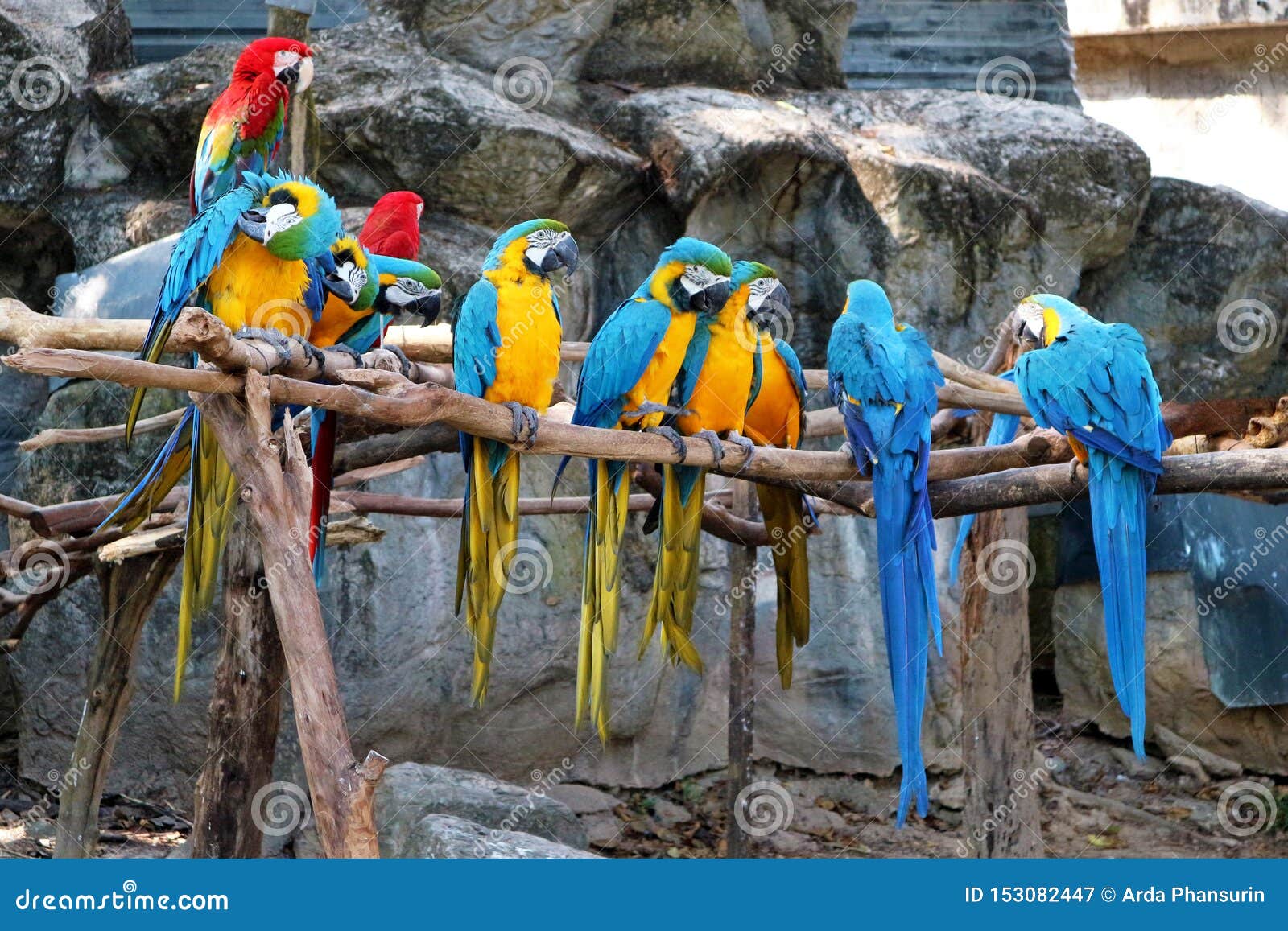 Group of Colorful Macaws Sitting on Branches Stock Image - Image of ...