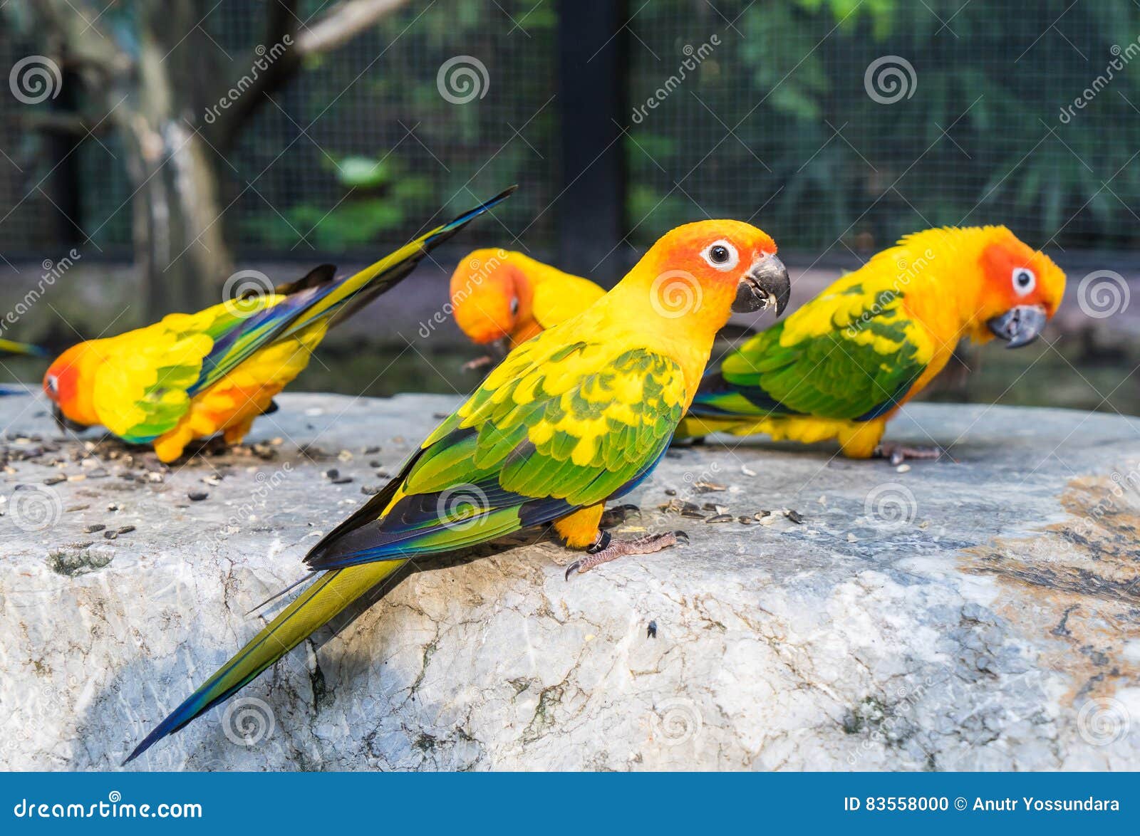Group of Colorful Mini Parrot on a Rock. Stock Photo - Image of exotic ...