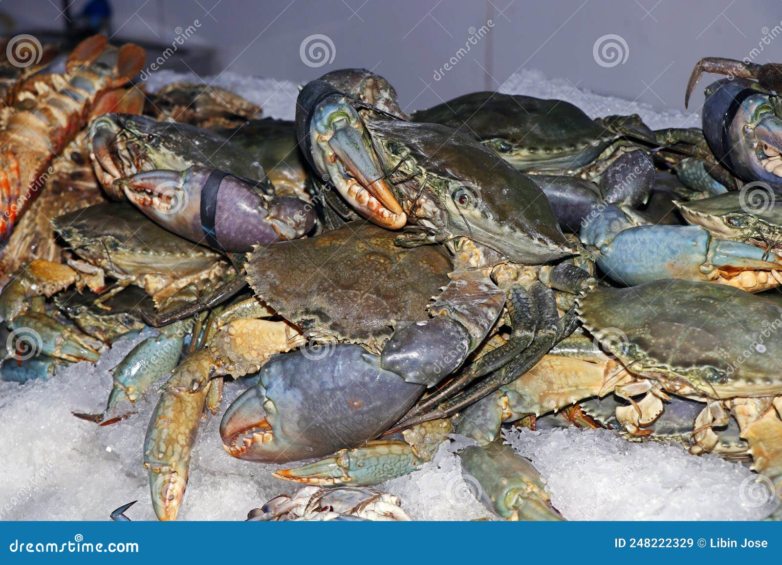 Crabs For Sell Stored In The Box From Chapora Fish Market In Ind Stock ...