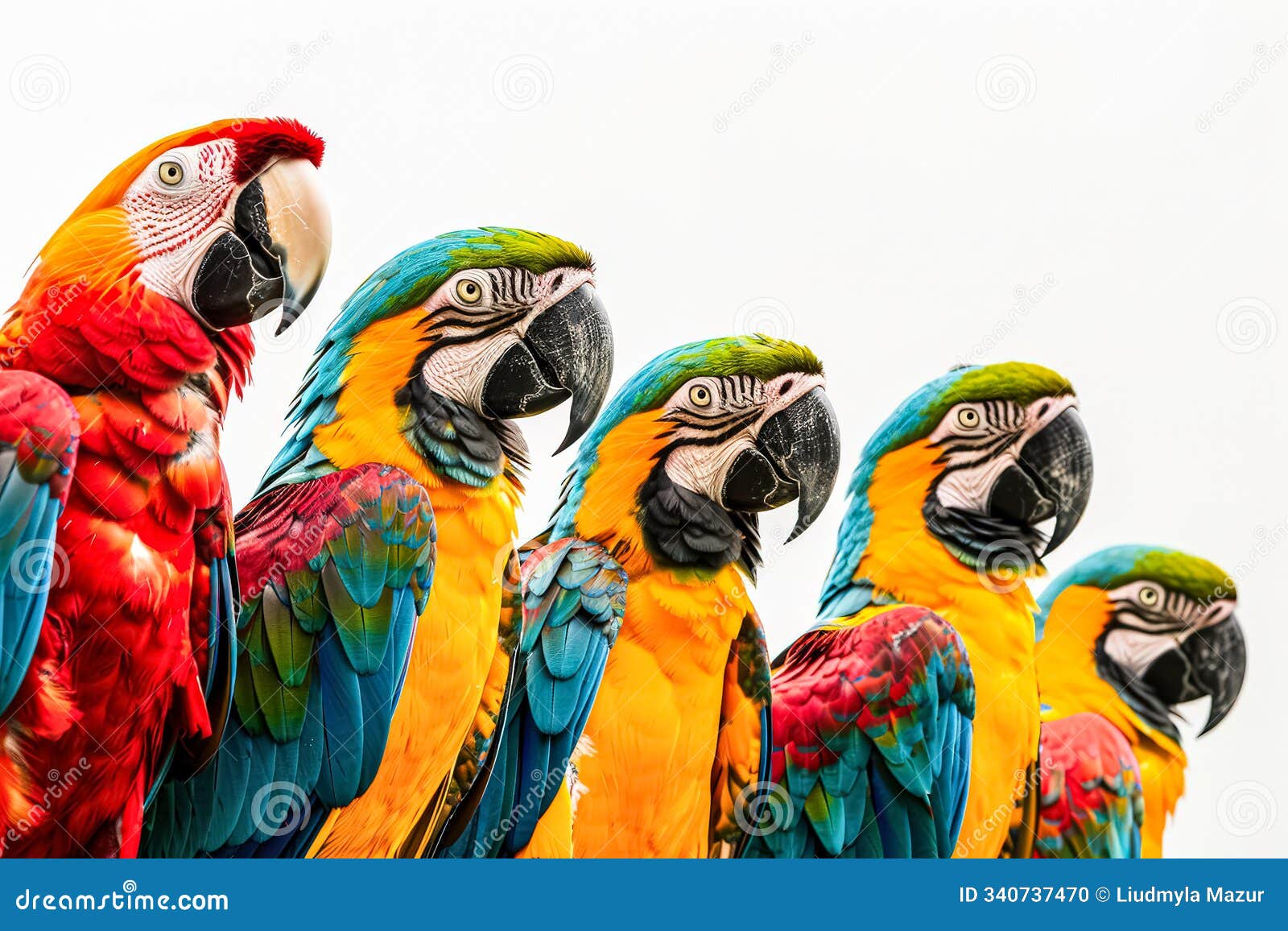 Group of Colorful Parrots Standing in a Row Stock Photo - Image of ...