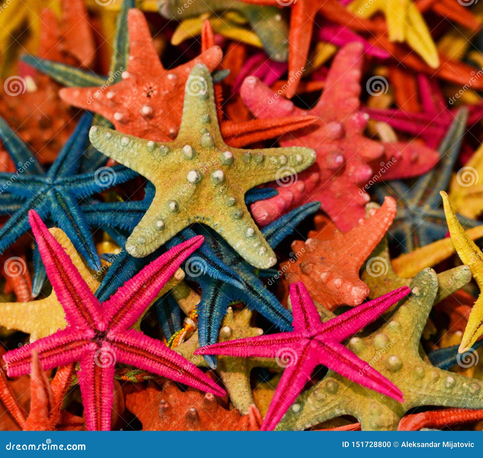Colorful Sea Stars