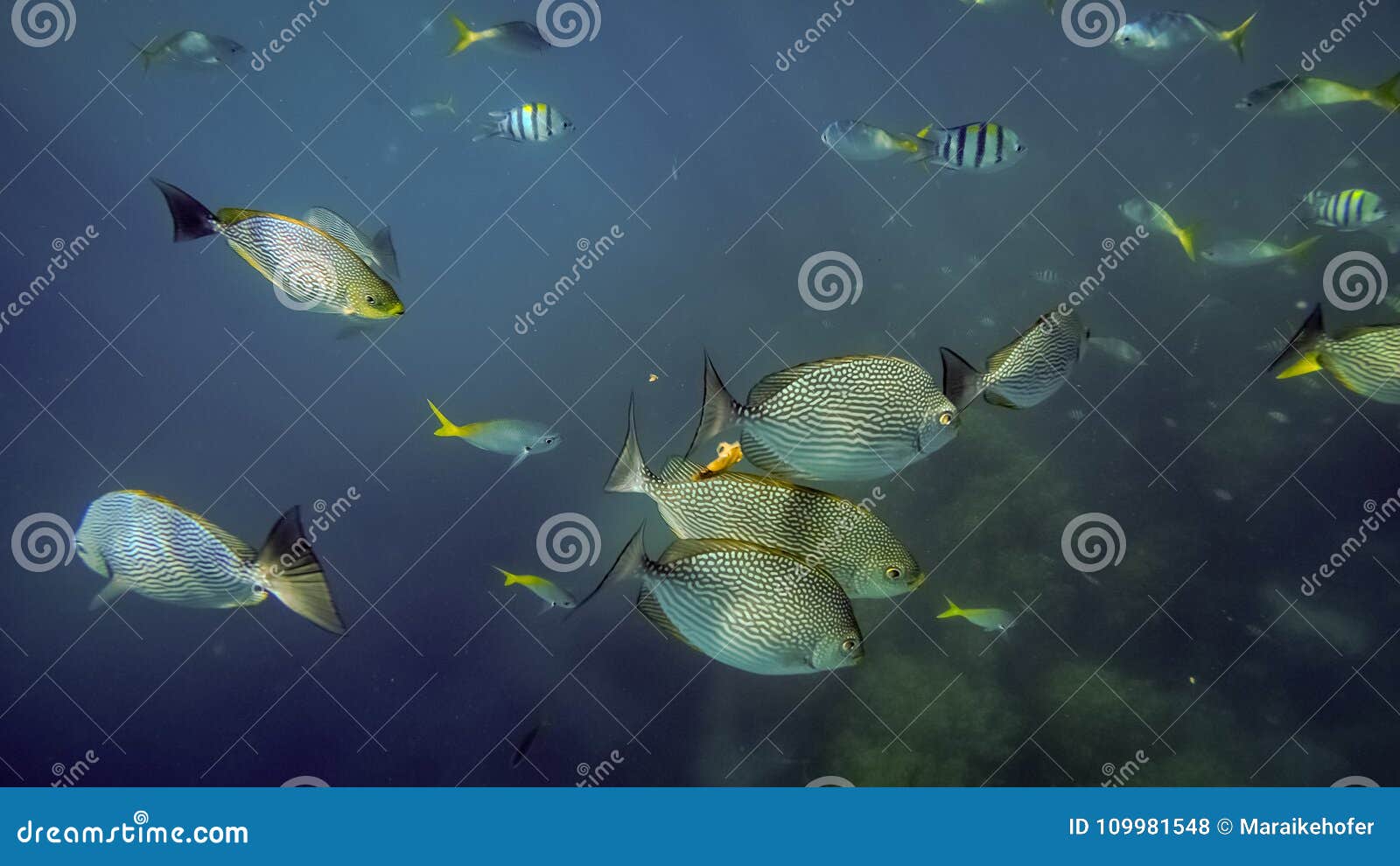 Group of Tropical Fishes Underwater Stock Photo - Image of shoal ...