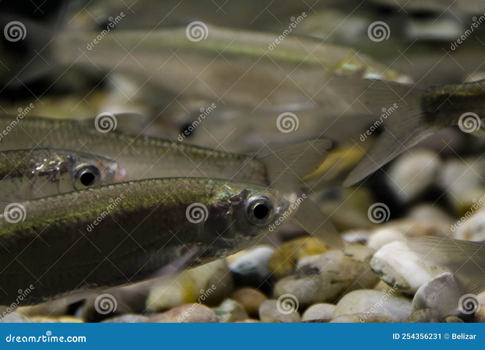 Group of Common Bleak in the Water Stock Image - Image of freshwater ...
