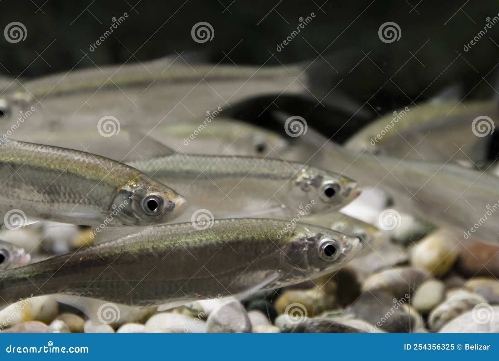 Group of Common Bleak in the Water Stock Image - Image of alburnus ...