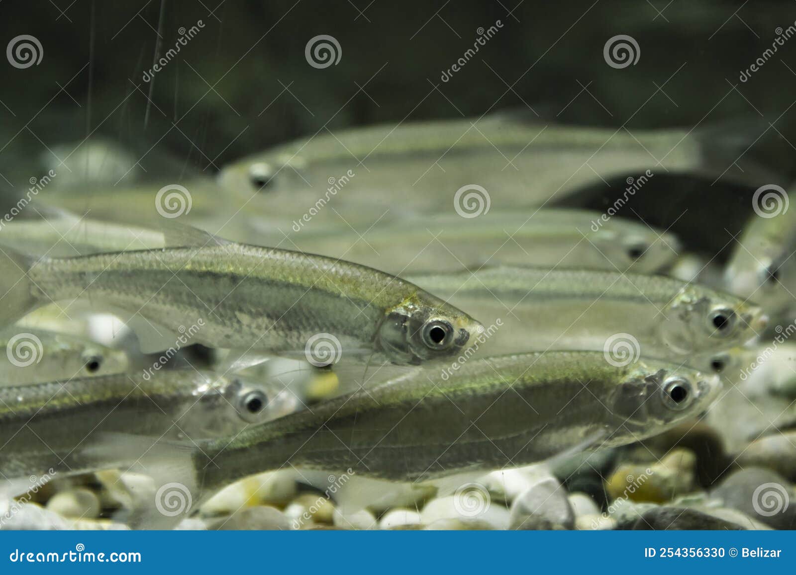 Group of Common Bleak in the Water Stock Photo - Image of fish, animal ...