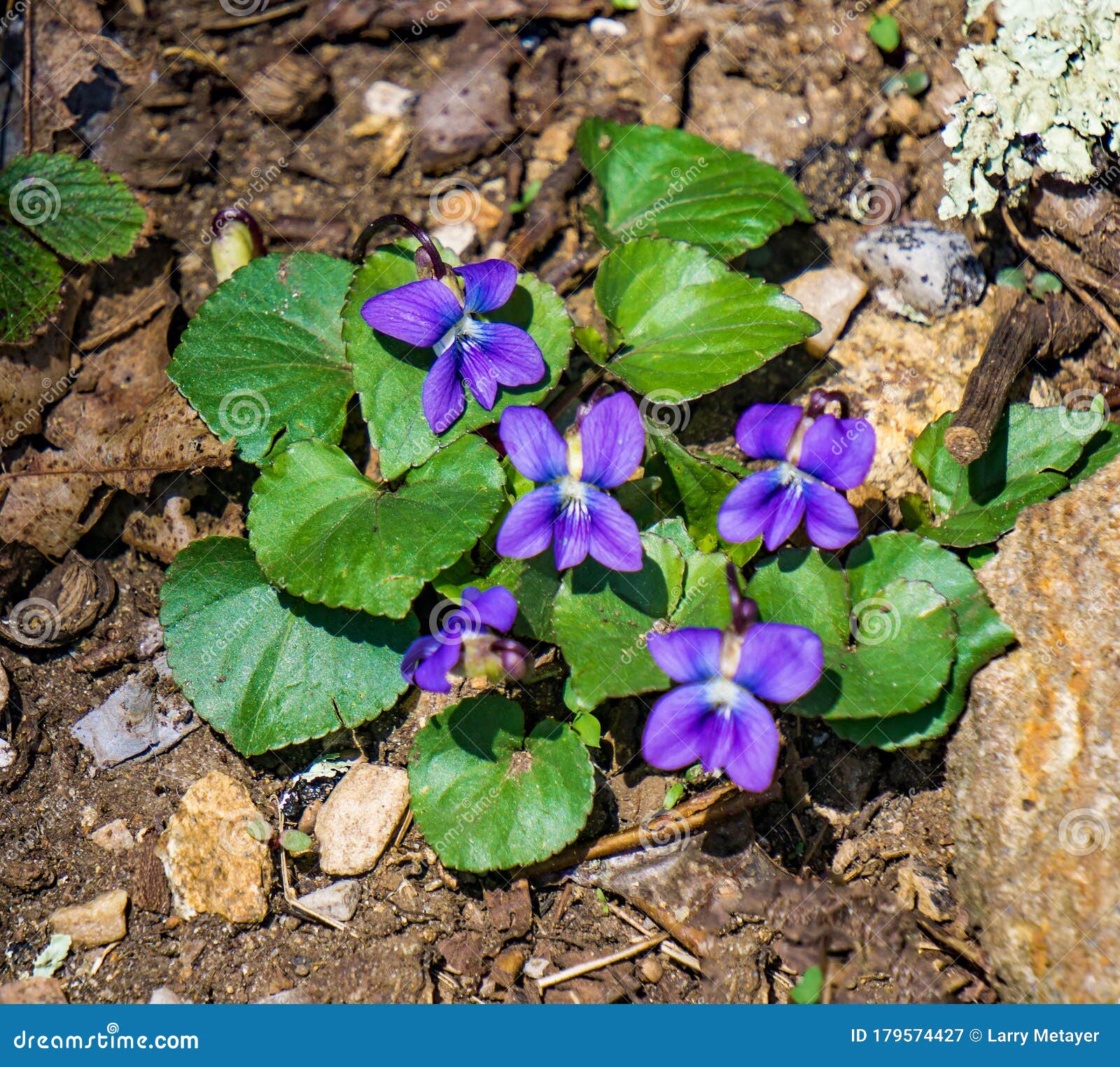 Group of Common Blue Violet Stock Image - Image of macro, appalachian ...